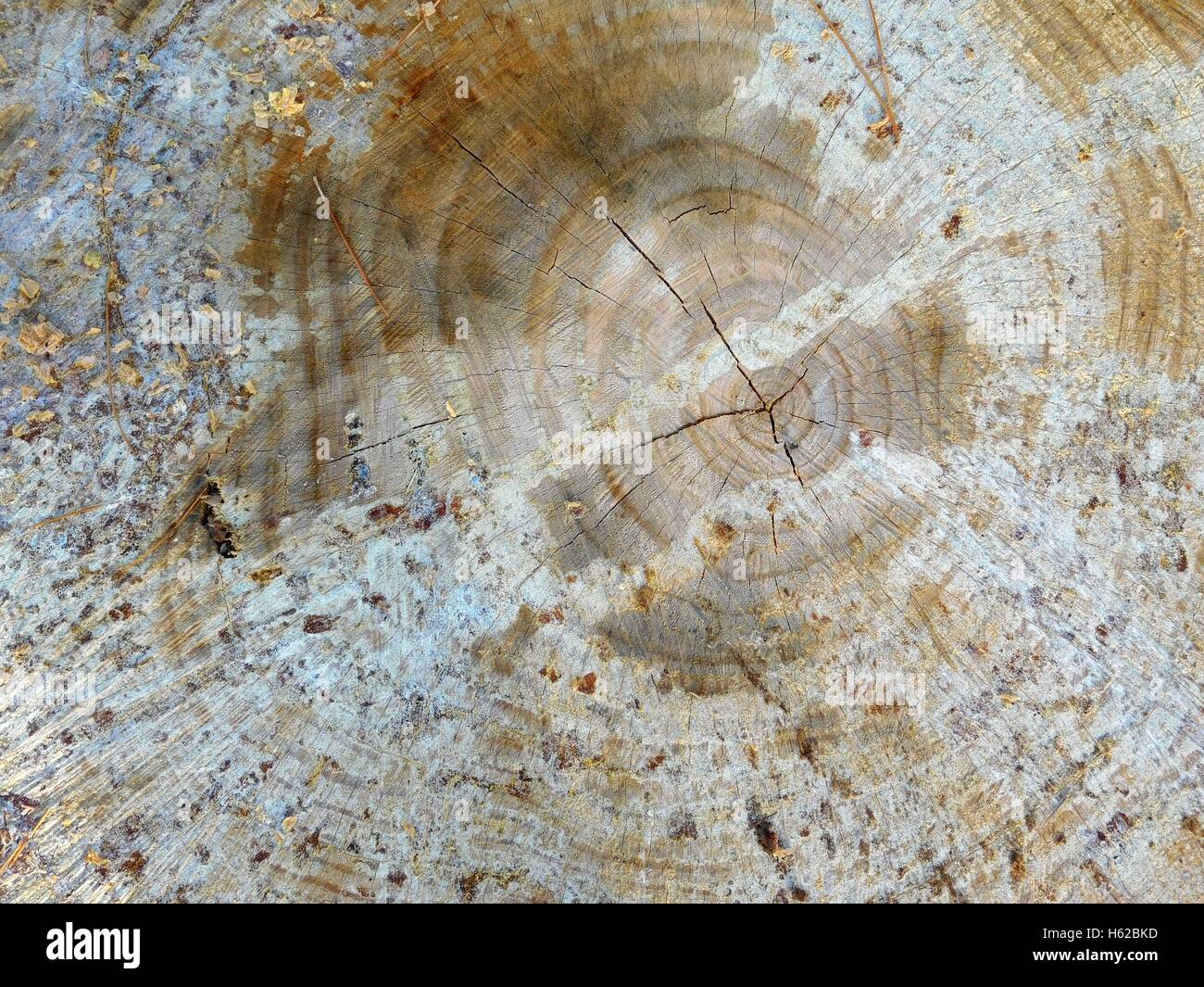 Texture of tree trunk Stock Photo - Alamy