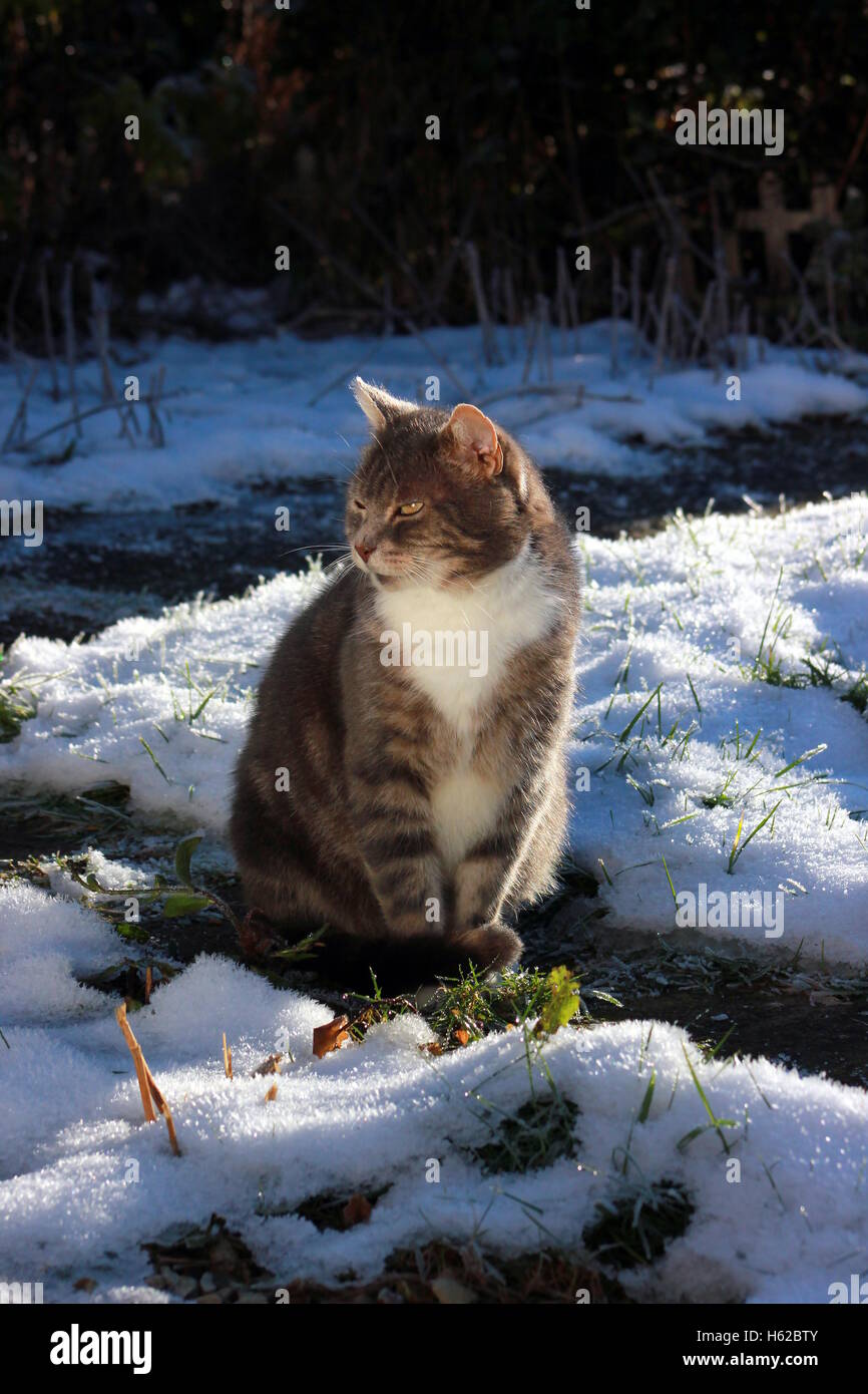 Grey cat in snow hi-res stock photography and images - Alamy