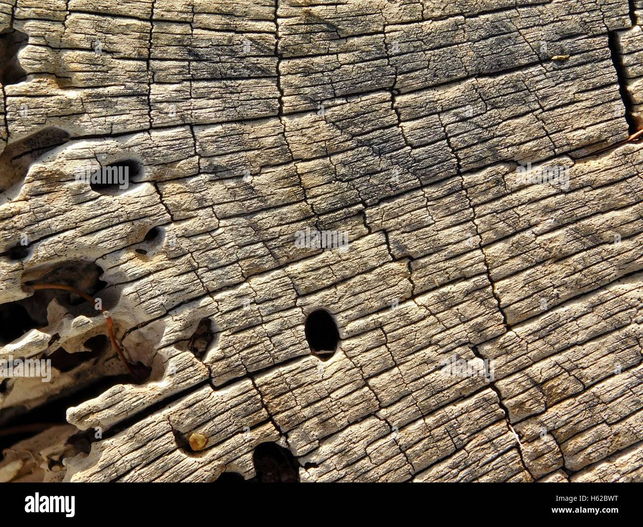 Texture of tree trunk Stock Photo - Alamy
