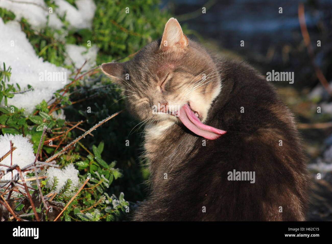 Long tongue hi-res stock photography and images - Alamy