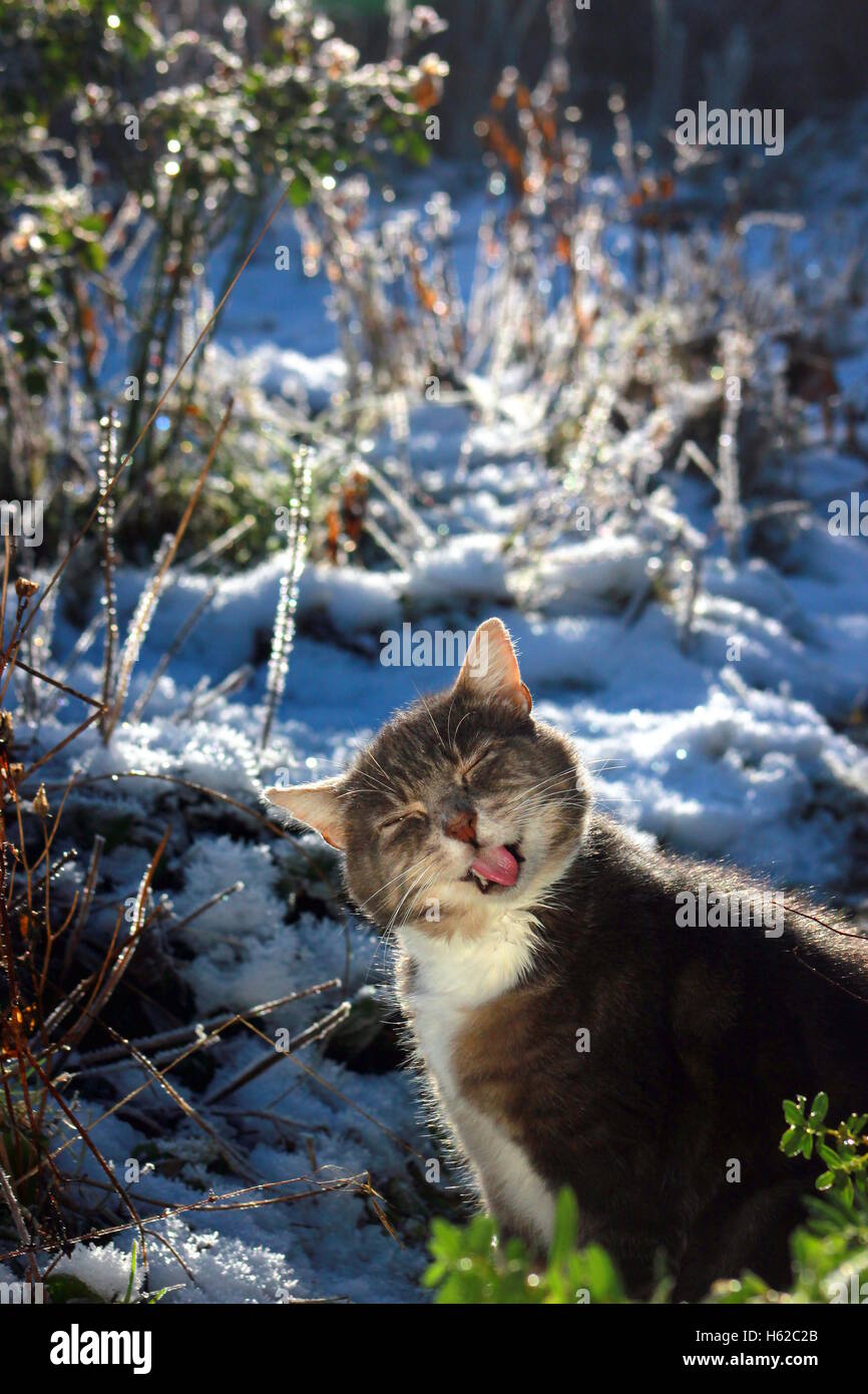 Happy cat in winter Stock Photo - Alamy