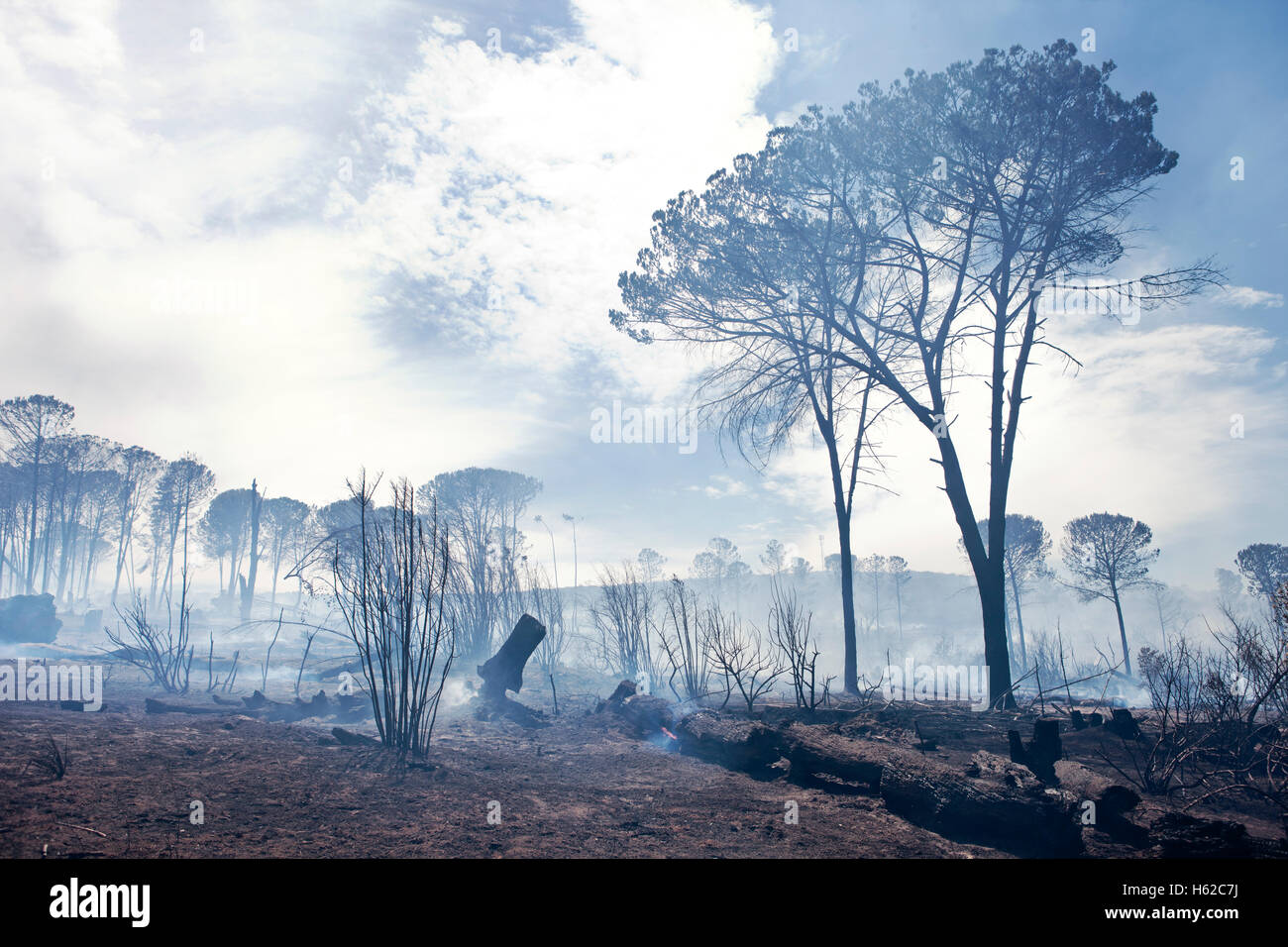 South Africa, Stellenbosch, devastated land after a bushfire Stock ...
