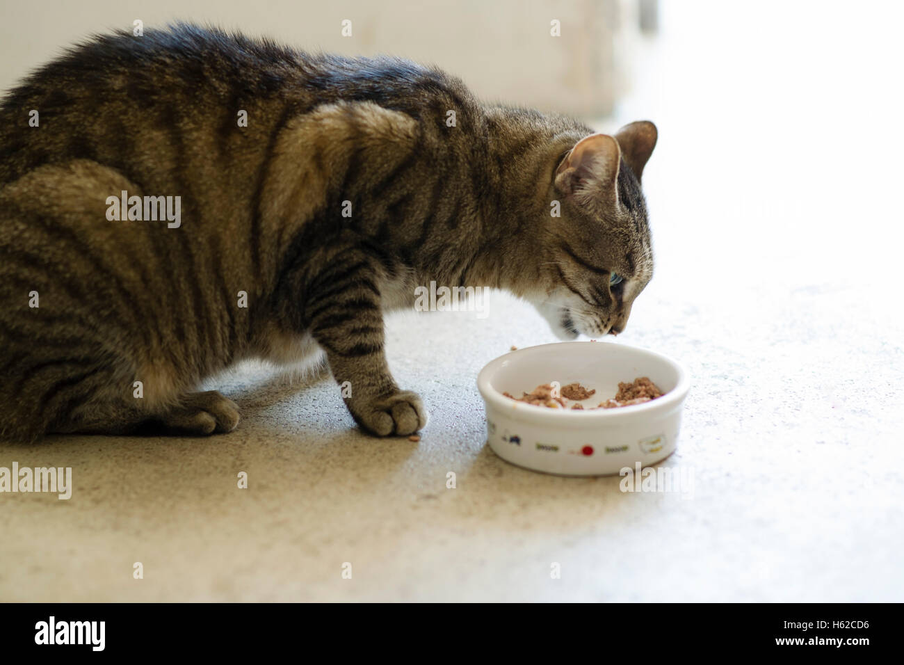 Cat eating at home Stock Photo - Alamy