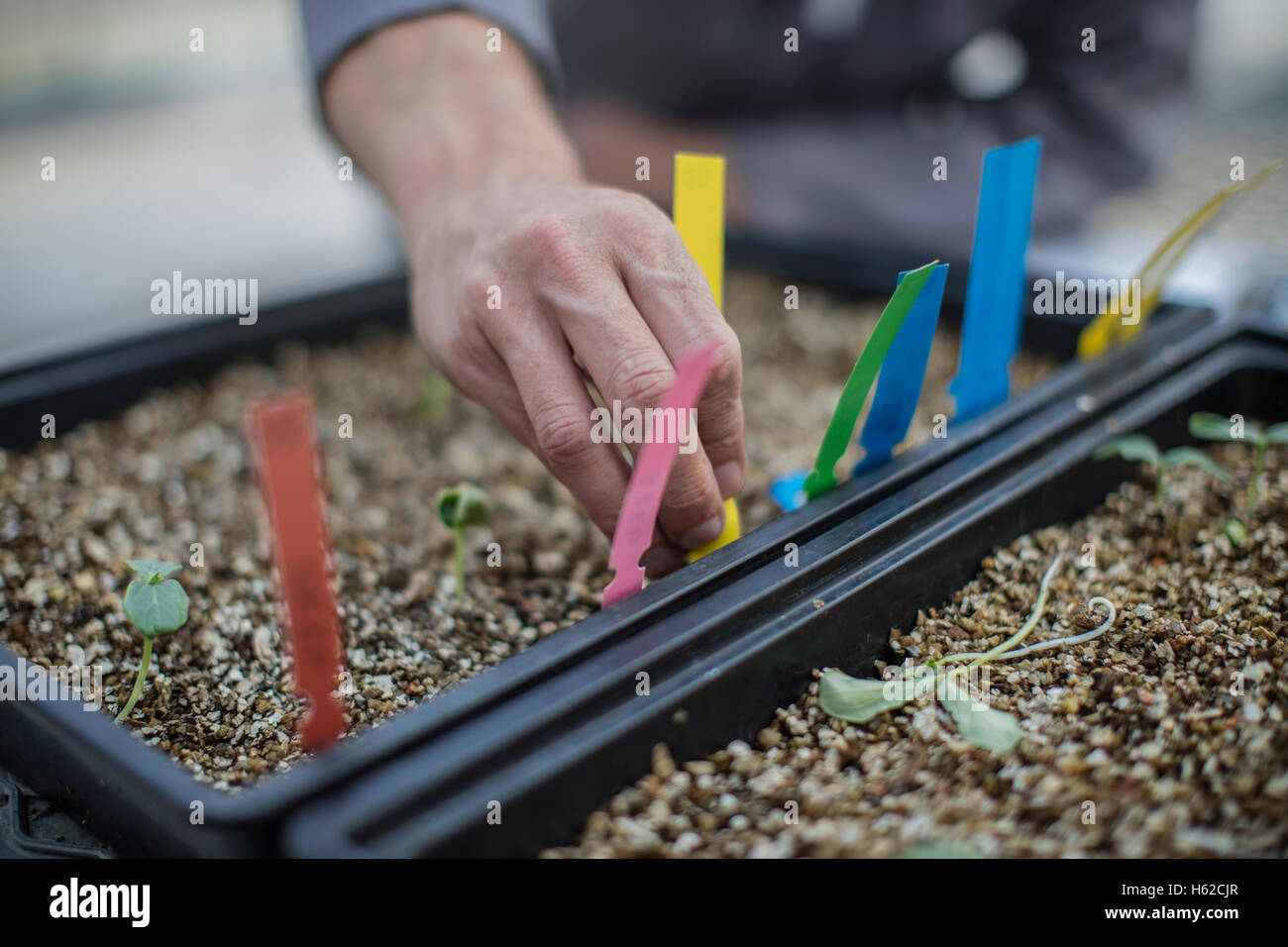 Man box seedlings hi-res stock photography and images - Alamy