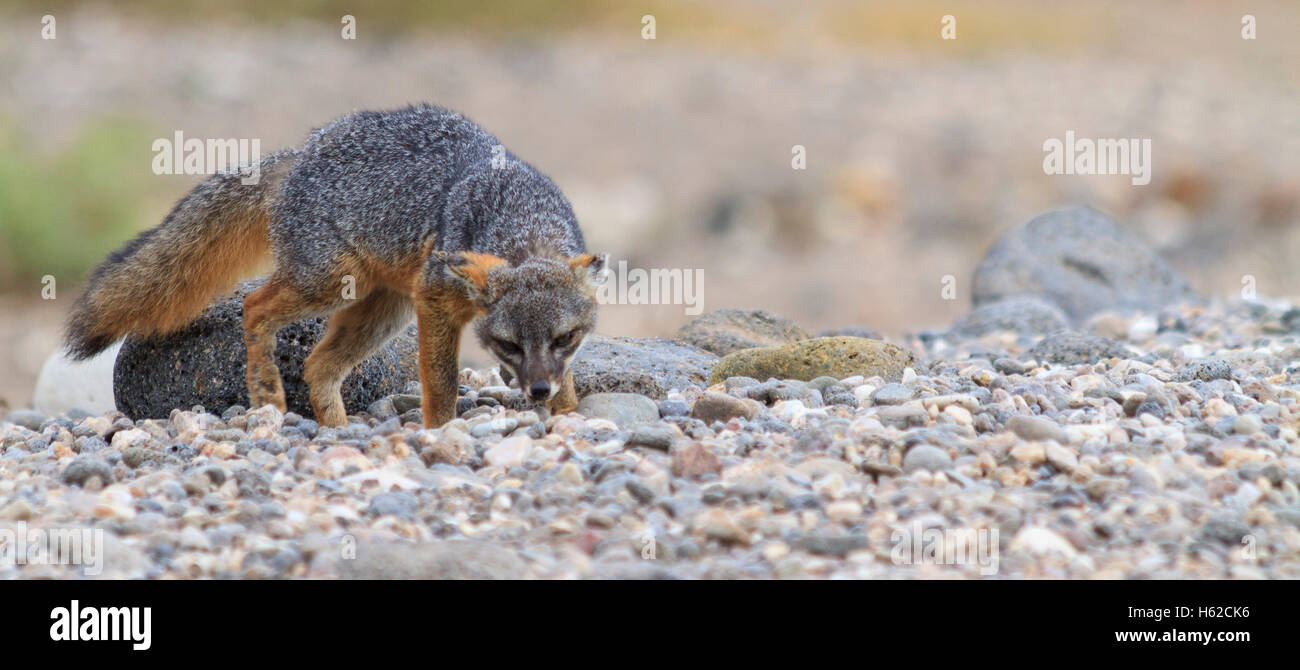 Wild Channel Islands Fox, Santa Cruz Island, Channel Islands National ...