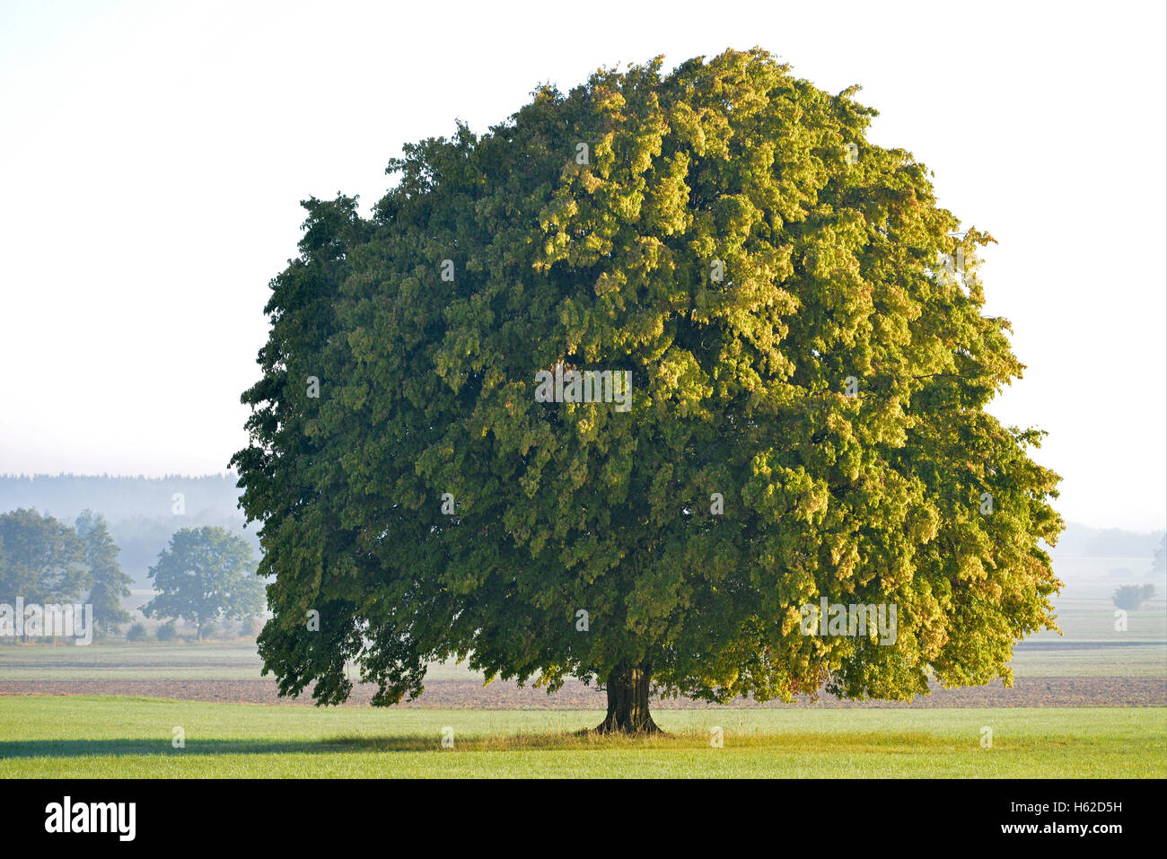 Germany, Upper Bavaria, Landsberied, Linden tree in morning sun Stock ...