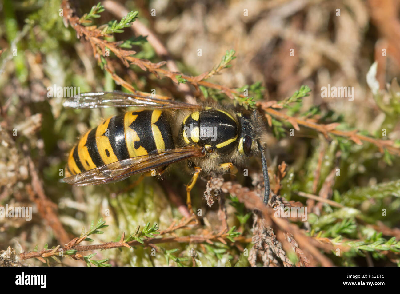 Common wasp (Vespula vulgaris), also called a yellowjacket Stock Photo ...
