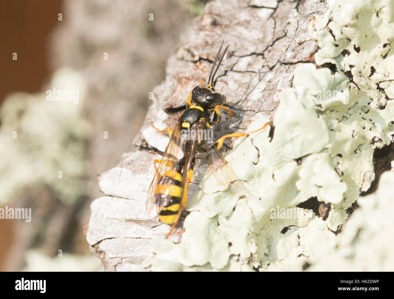 Field digger wasp (Mellinus arvensis) on lichen-covered tree in Surrey ...