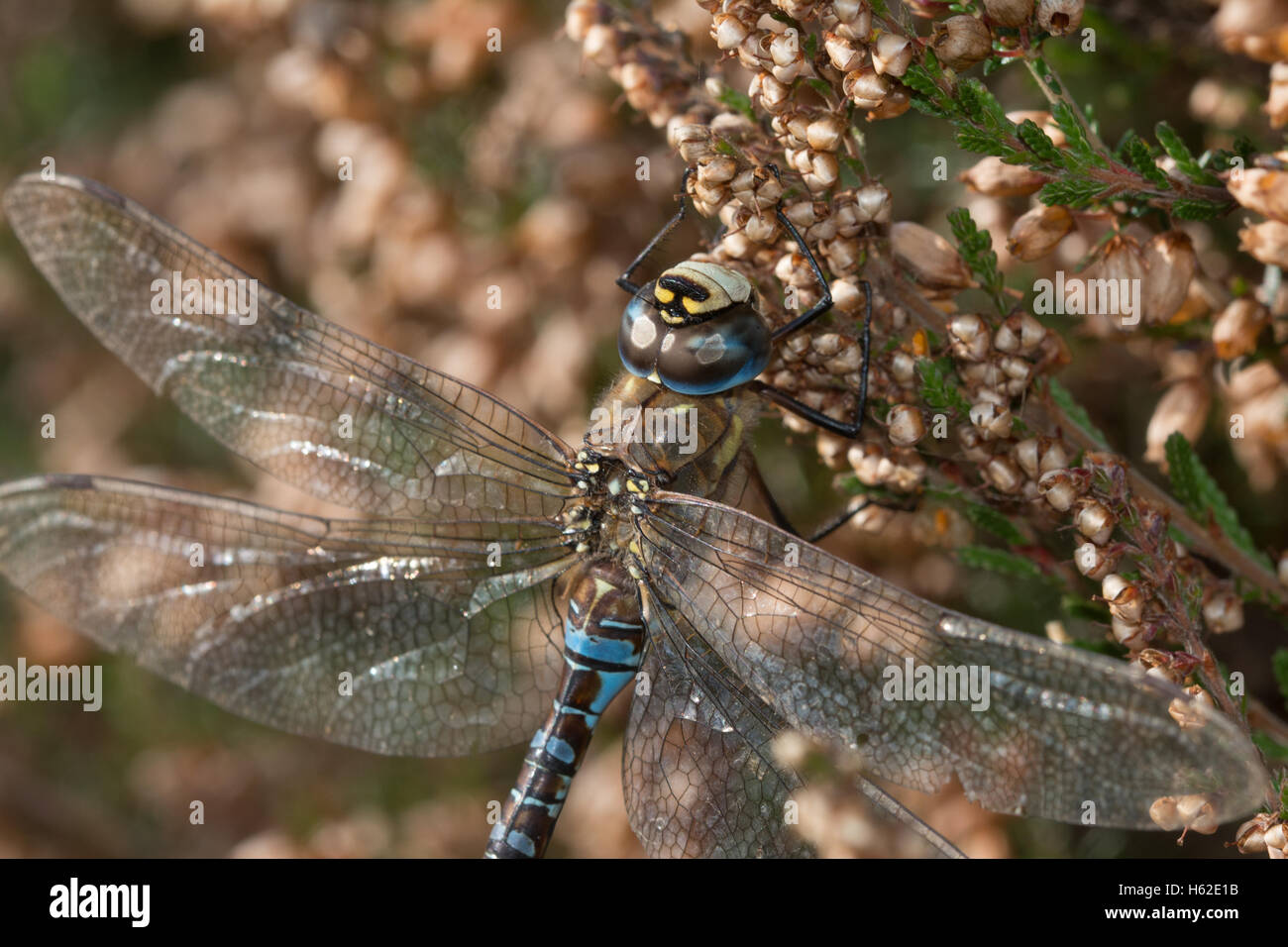 Close-up of male migrant hawker dragonfly (Aeshna mixta) resting on ...