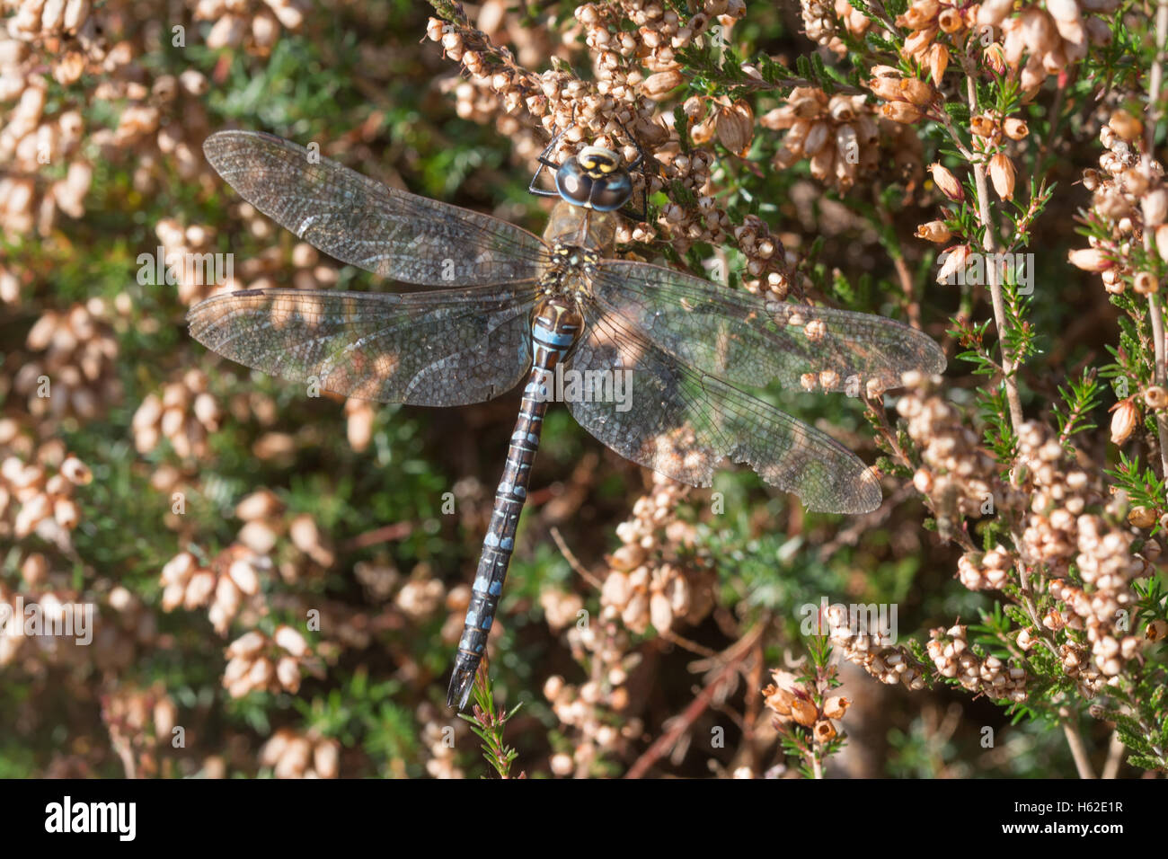 Male migrant hawker dragonfly (Aeshna mixta) resting on heather, Surrey ...