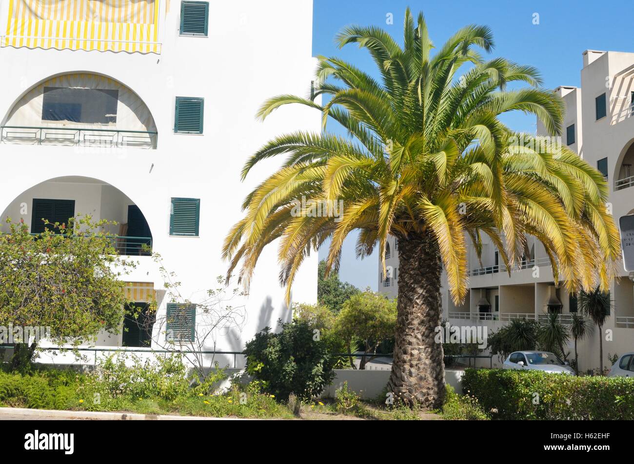 Palm tree at Salgados, Algarve, Portugal Stock Photo - Alamy
