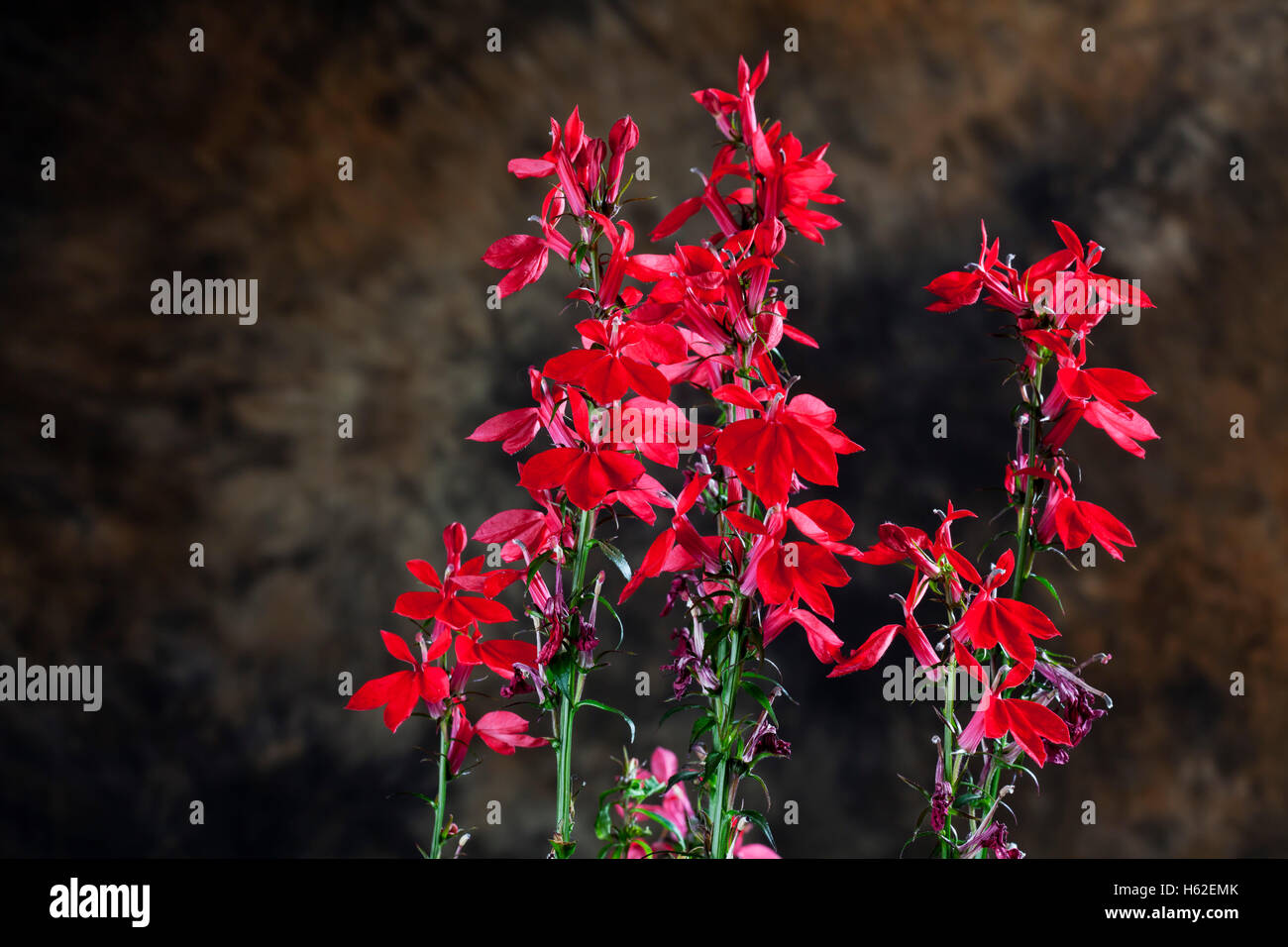 Red lobelias, close up Stock Photo - Alamy