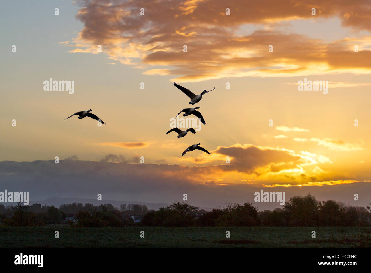 bird flying goose Canada goose waterfowl geese fowl wings wildfowl ...