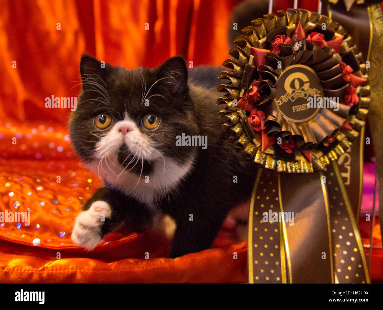 Birmingham, UK. 22nd October, 2016. NEC Birmingham. Supreme Cat Show ...