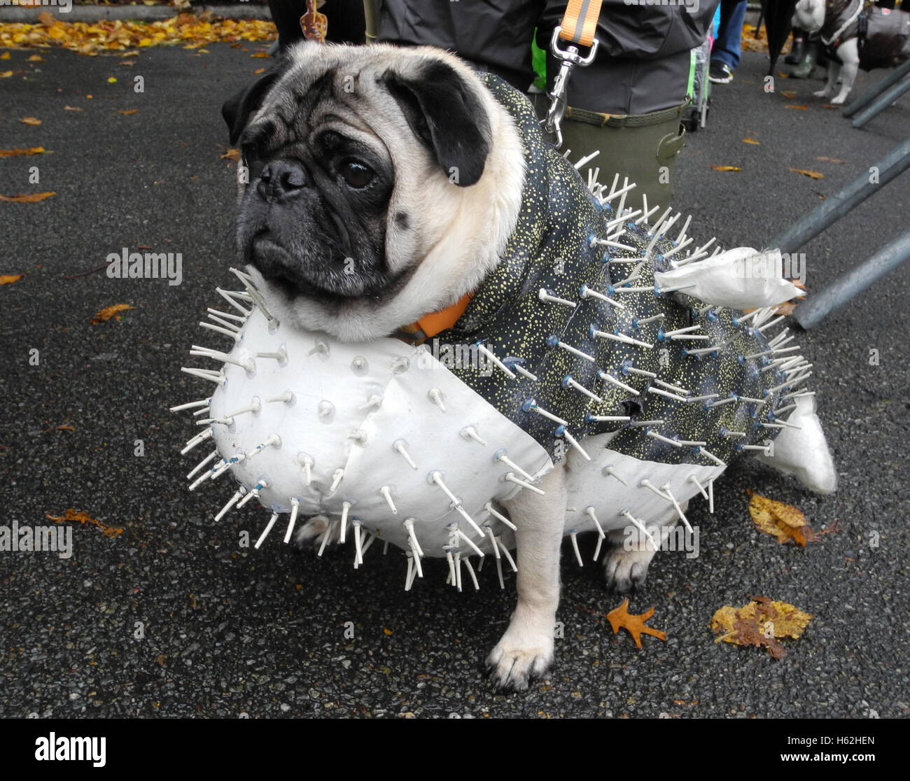 New York, USA. 22nd Oct, 2016. A dog dressed up as a puffer fish stands ...