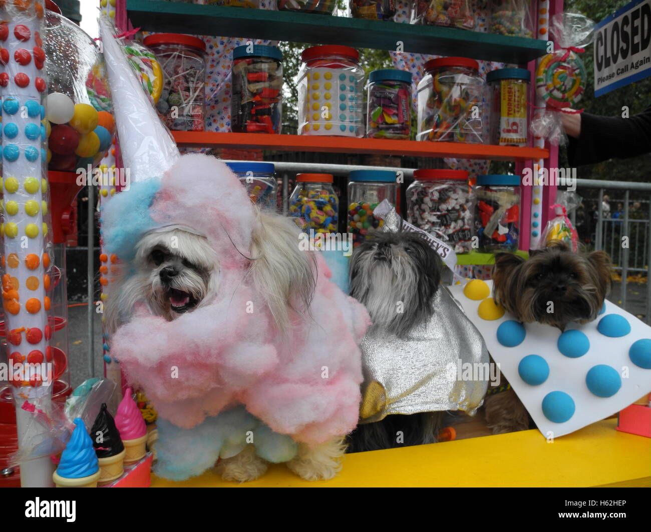 New York, USA. 22nd Oct, 2016. Three costumed dogs stand at the costume ...