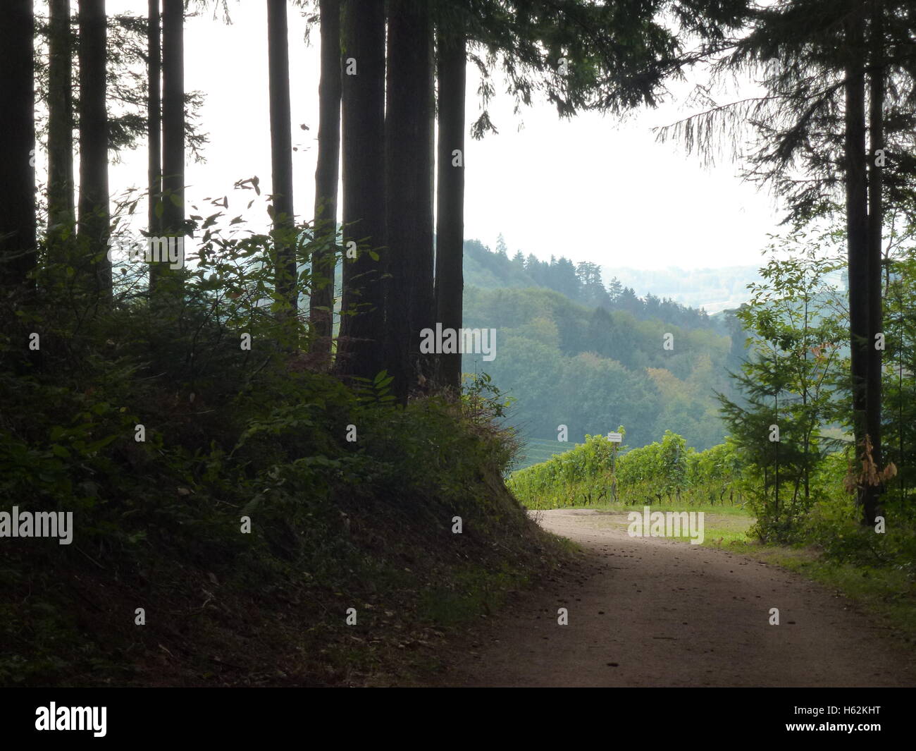 Durbach, Germany. 11th Oct, 2016. A hiking trail through the Black ...