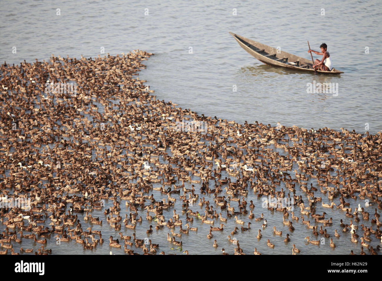 Duck Farming High Resolution Stock Photography and Images - Alamy