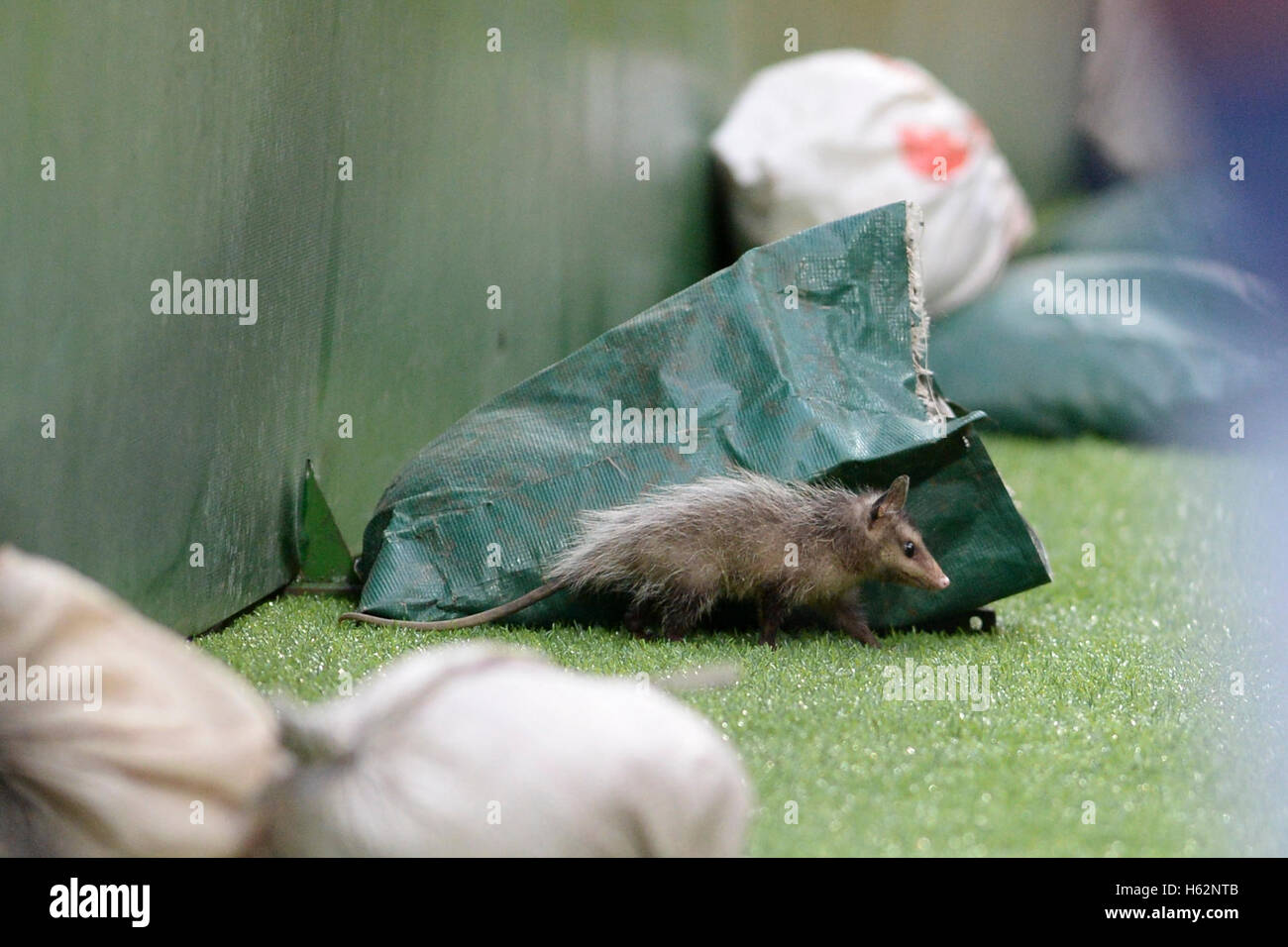 Rio De Janeiro, Brazil. 23rd Oct, 2016. Gamba behind the advertising ...
