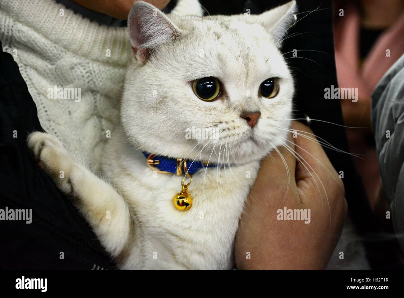 Shenyang, Shenyang, China. 22nd Oct, 2016. A cat attends a cat pageant ...