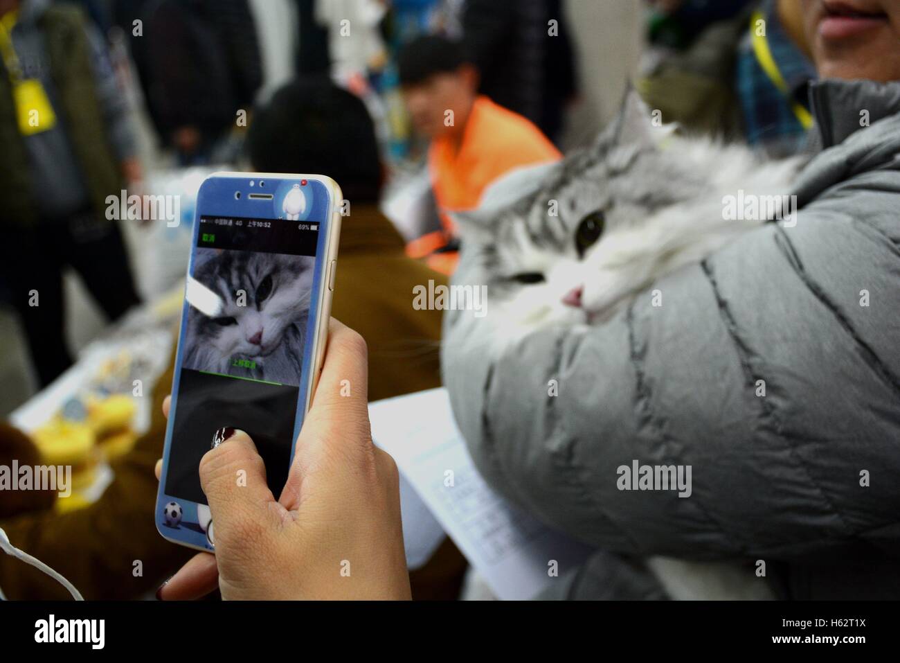 Shenyang, Shenyang, China. 22nd Oct, 2016. A cat attends a cat pageant ...