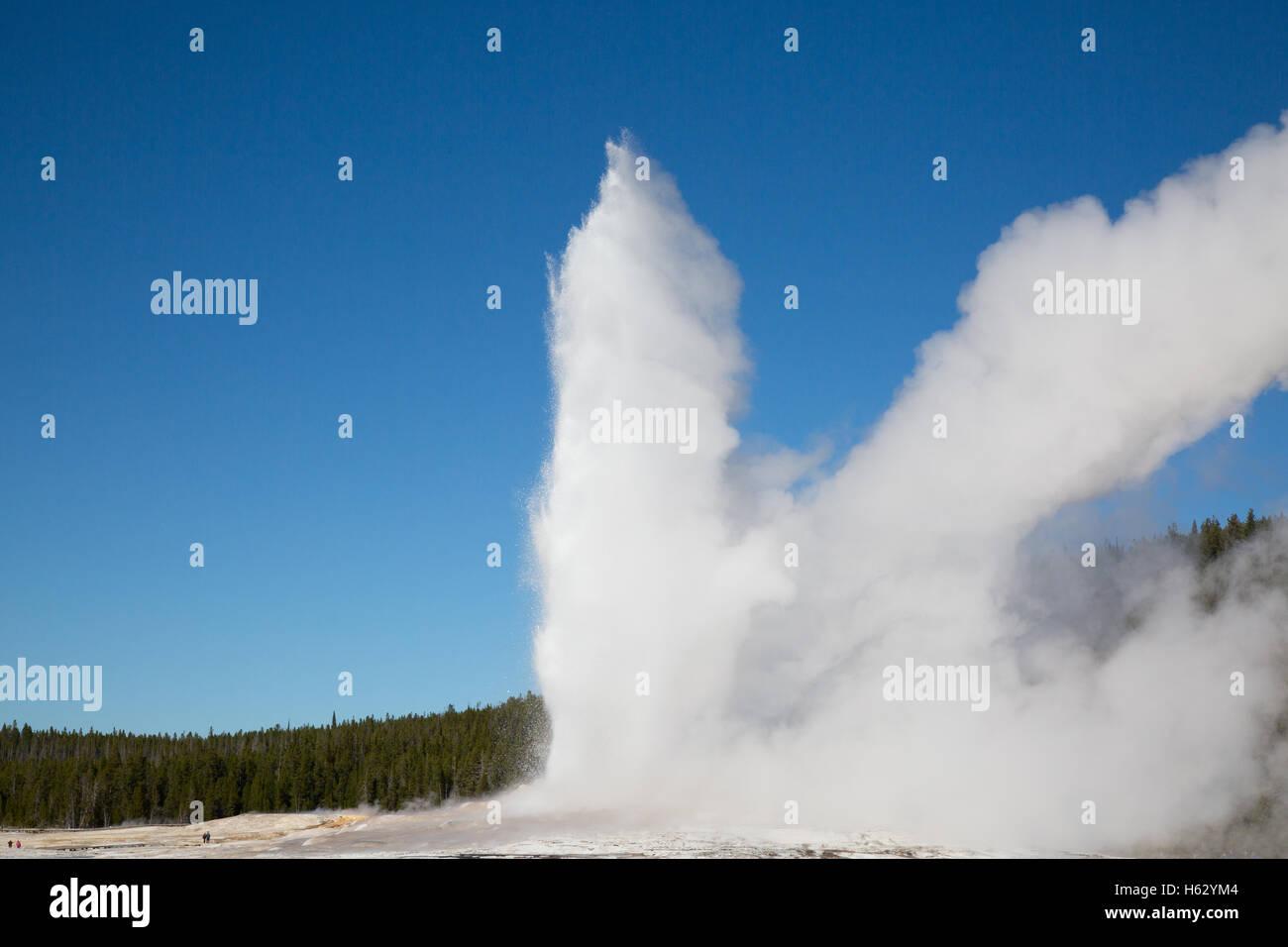 Old Faithful geyser eruption in the Yellowstone national park, USA ...