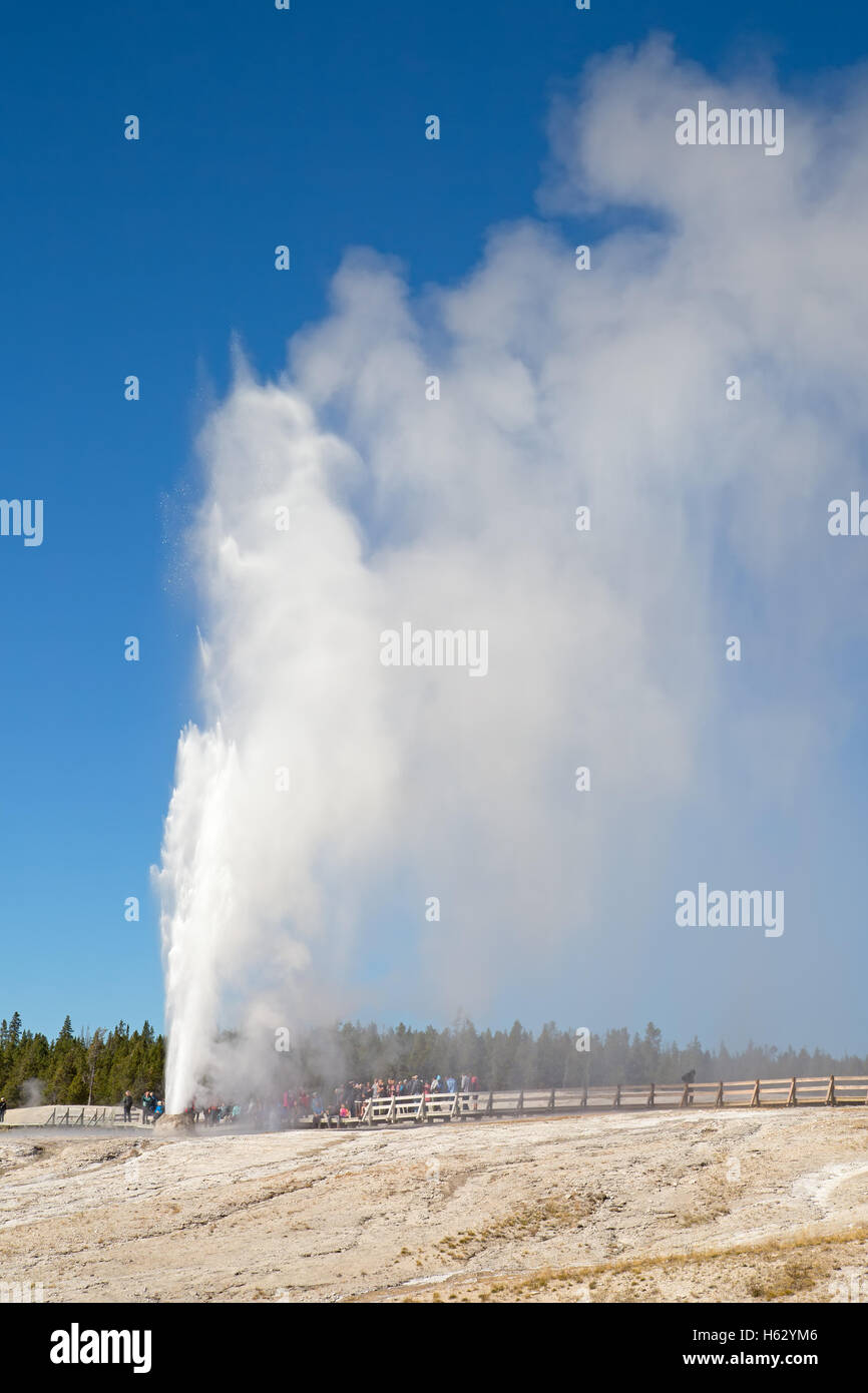 "Cone" geyser eruption in the Yellowstone national park, USA Stock ...