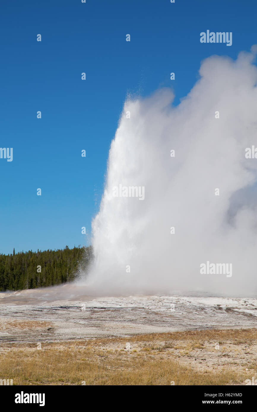 Old Faithful geyser eruption in the Yellowstone national park, USA ...