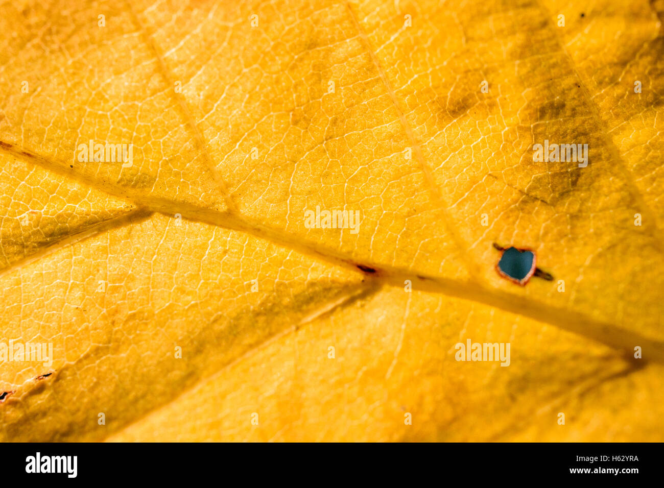 Autumn micro Image of yellow leaf, Screensaver Stock Photo - Alamy