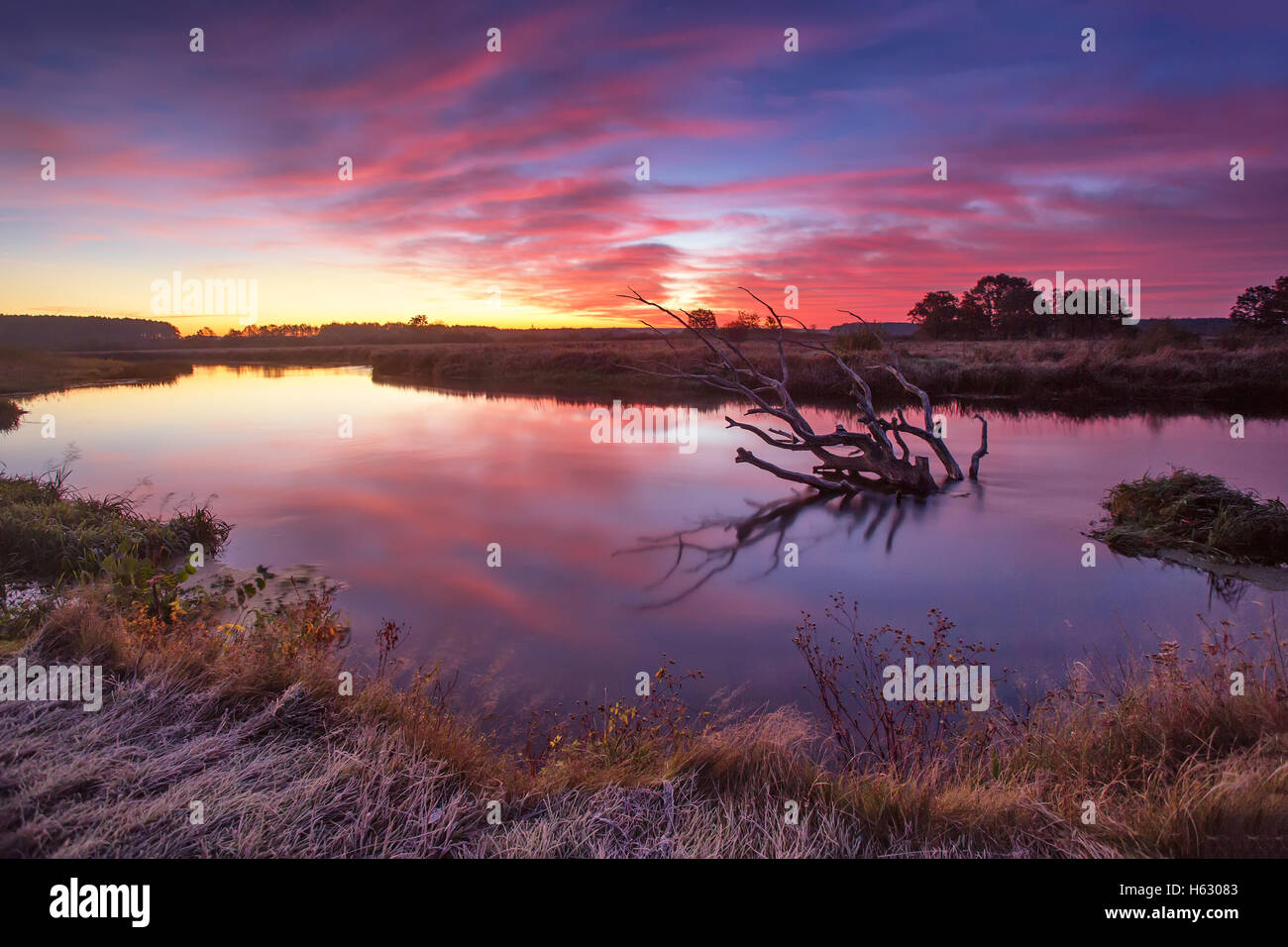 Old Snag High Resolution Stock Photography and Images - Alamy
