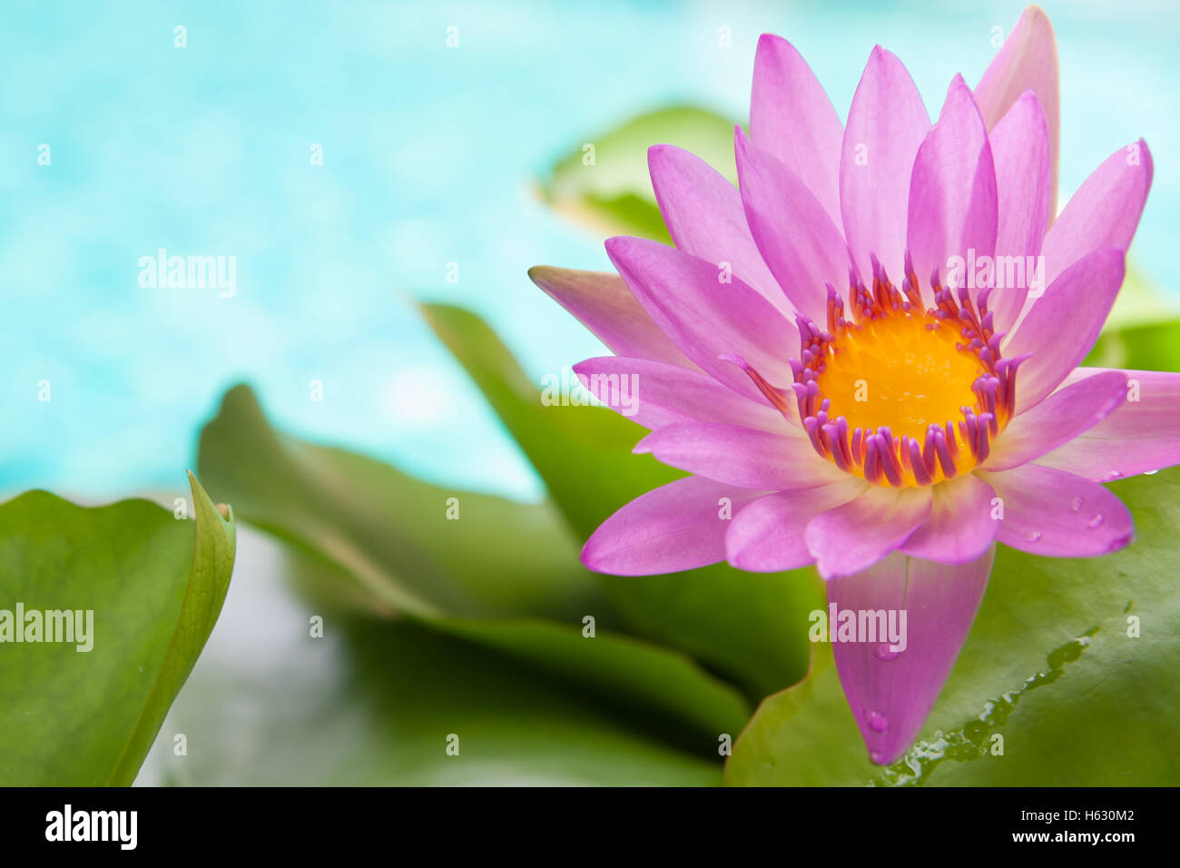 Blossoming pink lotus flower on bright turquoise water background with ...