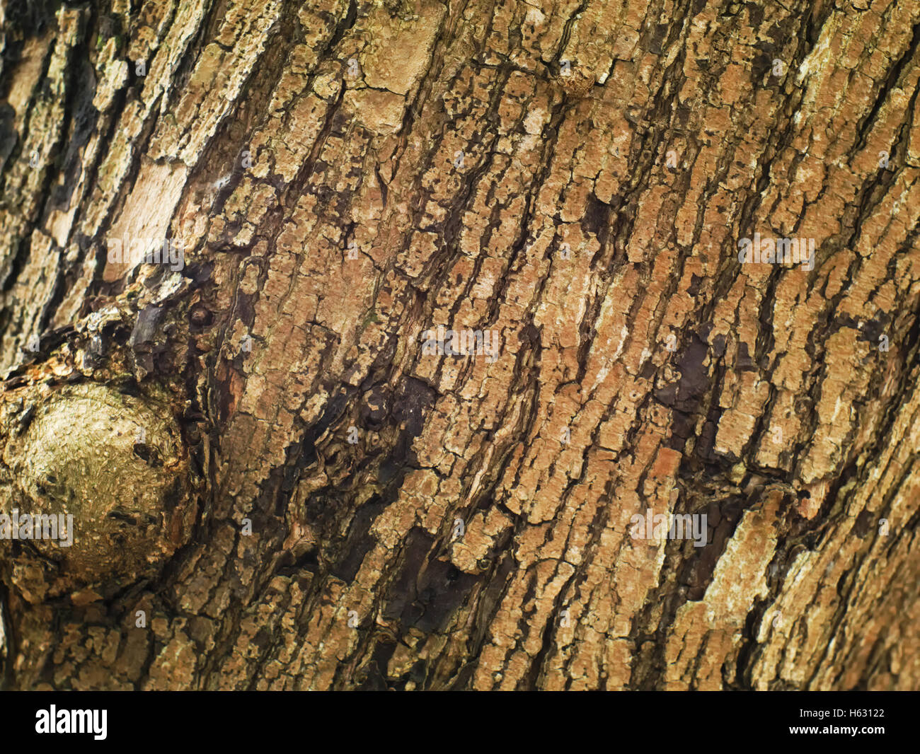 Tree bark texture hi-res stock photography and images - Alamy
