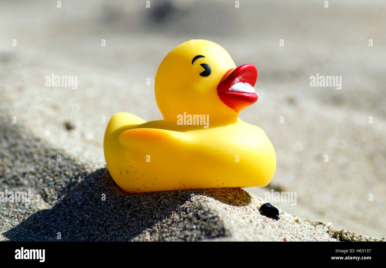 Beach duck hi-res stock photography and images - Alamy