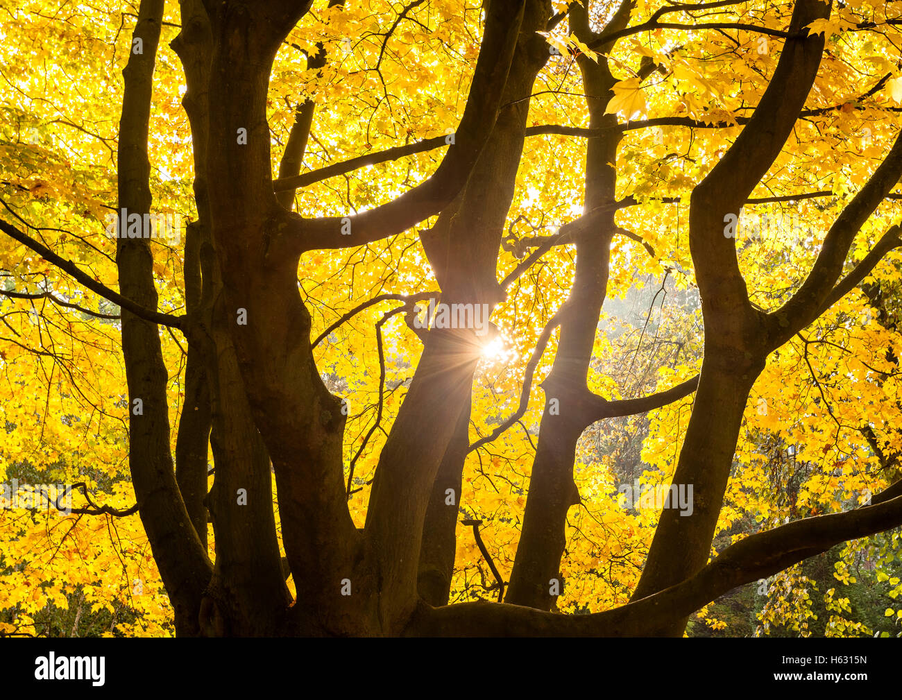 Autumn Gold. Autumn colour, (color) of maple tree. Harrogate, Valley ...