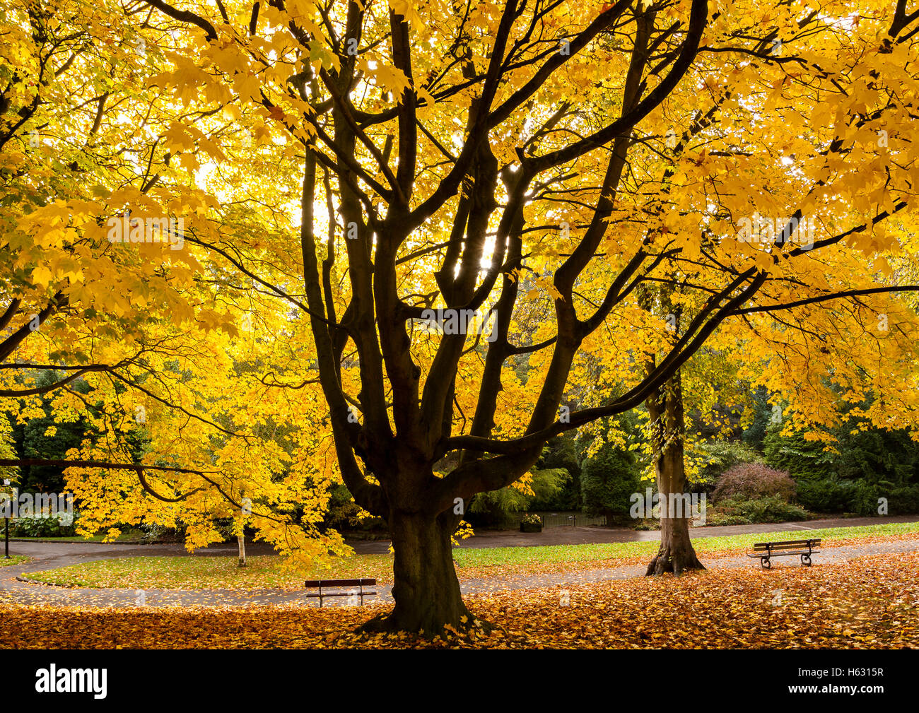 Autumn Gold. Autumn colour, (color) of maple tree. Harrogate, Valley ...