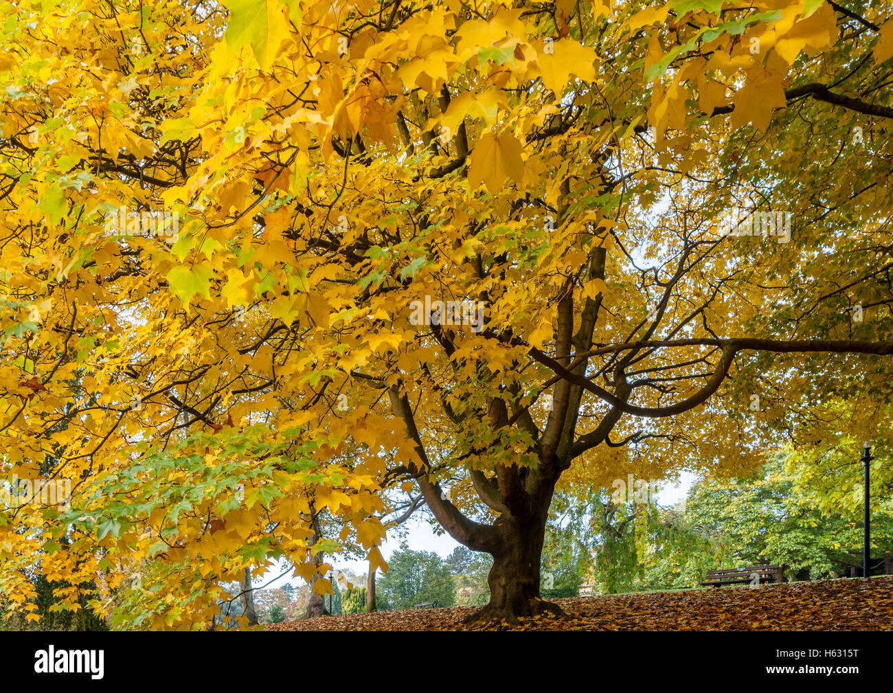 Autumn Gold. Autumn colour, (color) of maple tree Stock Photo - Alamy