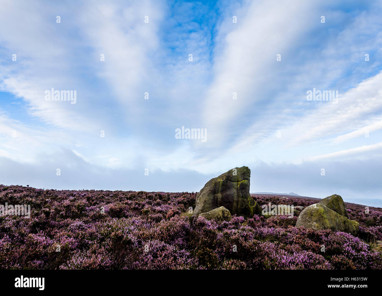 Purple Heather on the Yorkshire Moors Stock Photo - Alamy