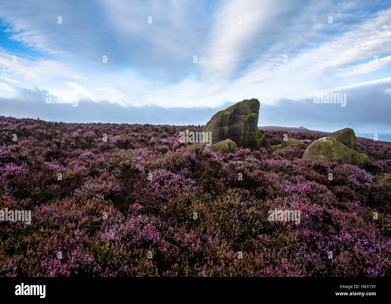 Purple Heather on the Yorkshire Moors Stock Photo - Alamy