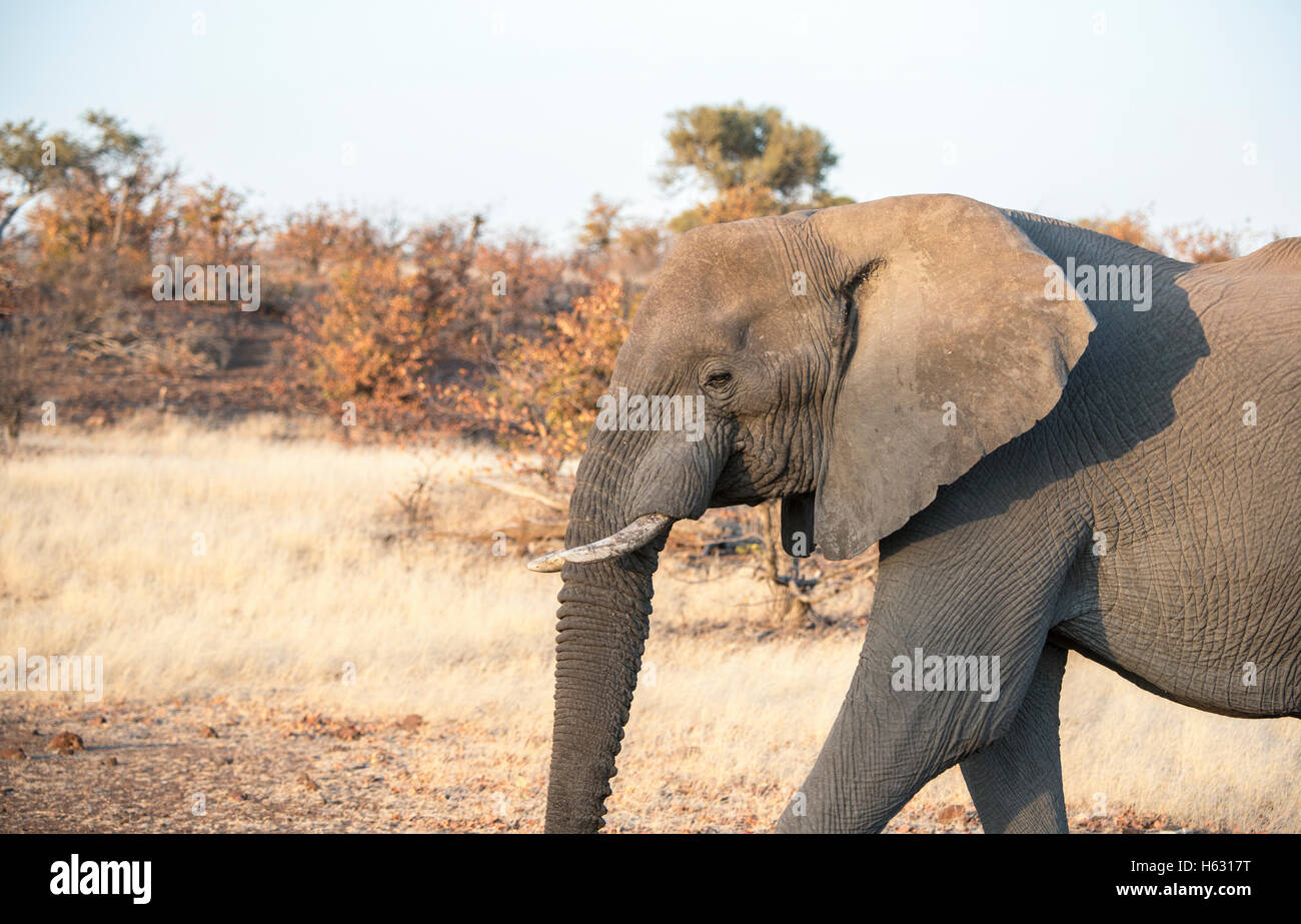 African Elephant in a Dry Dusty Landscape Stock Photo - Alamy
