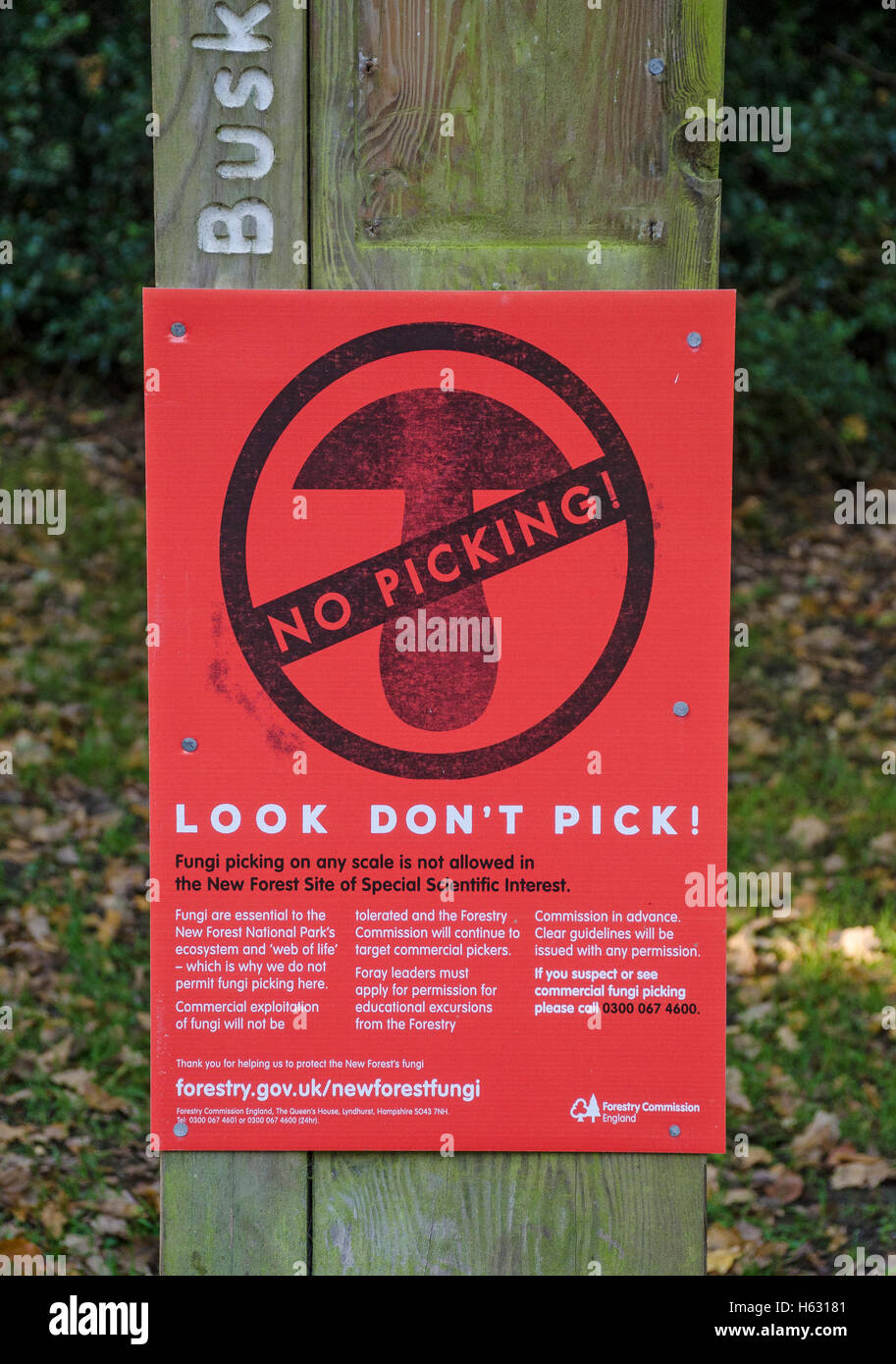no picking mushroom and fungi sign on new forest car park Stock Photo ...