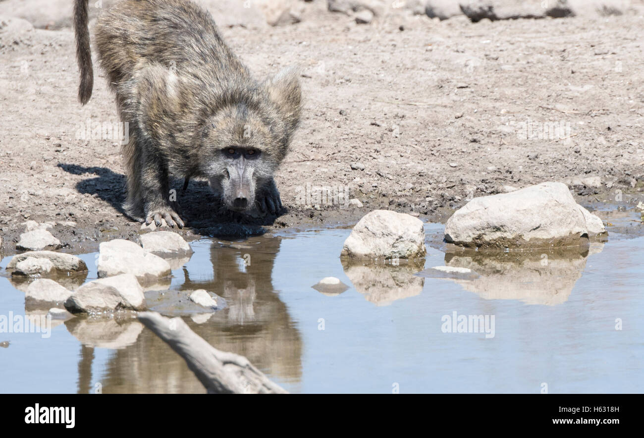 Baboon, (Papio ursinus) Drinking Water South Africa Stock Photo - Alamy