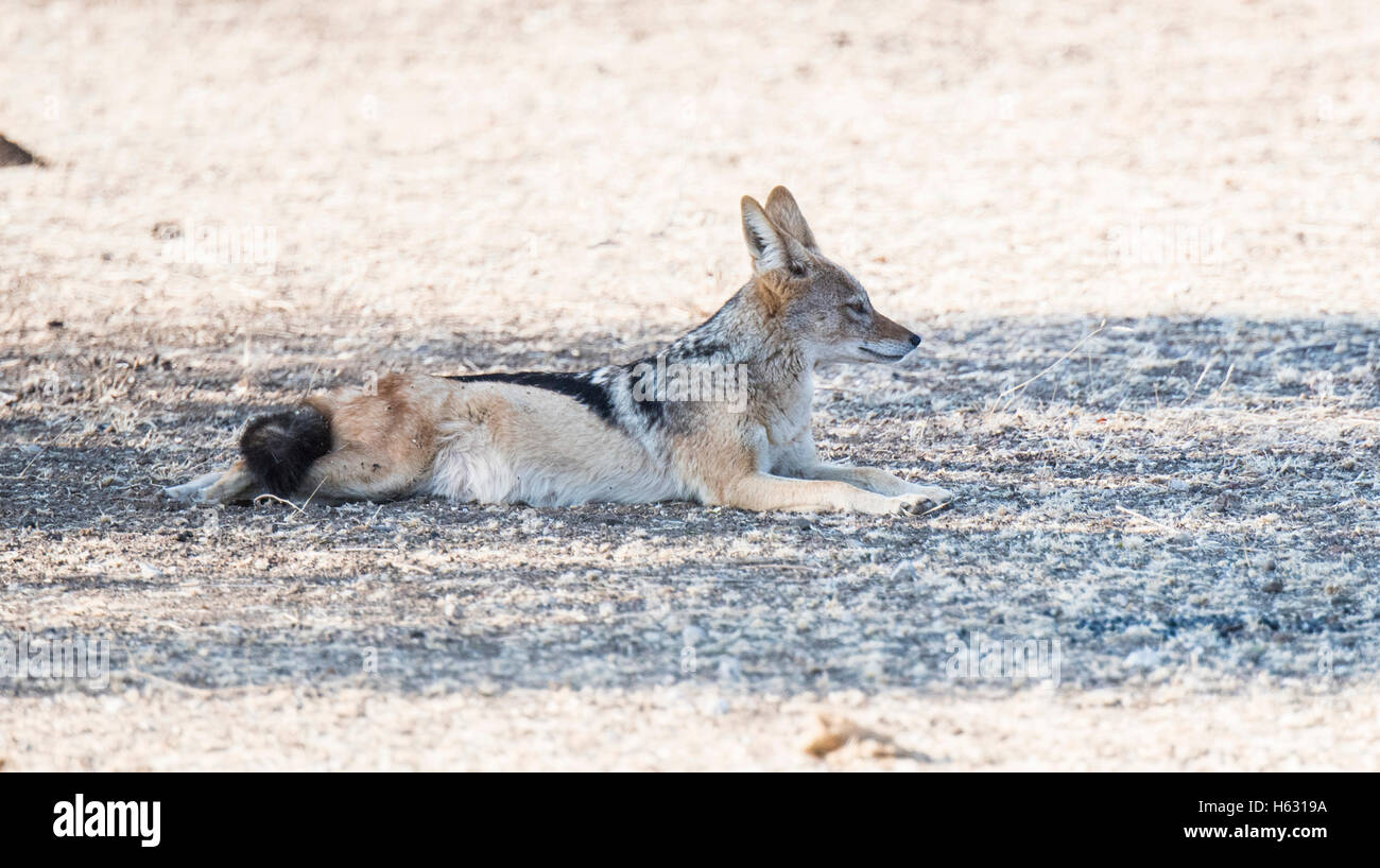 Day of the jackal fox hi-res stock photography and images - Alamy