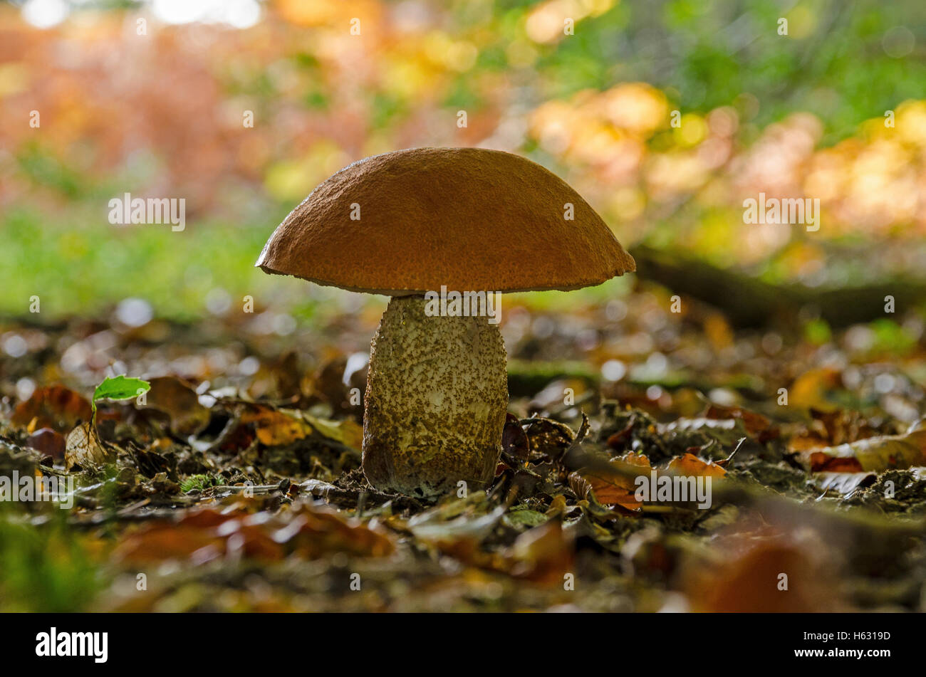 Leccinum scabrum Fungus Leccinum scabrum, commonly known as the rough ...