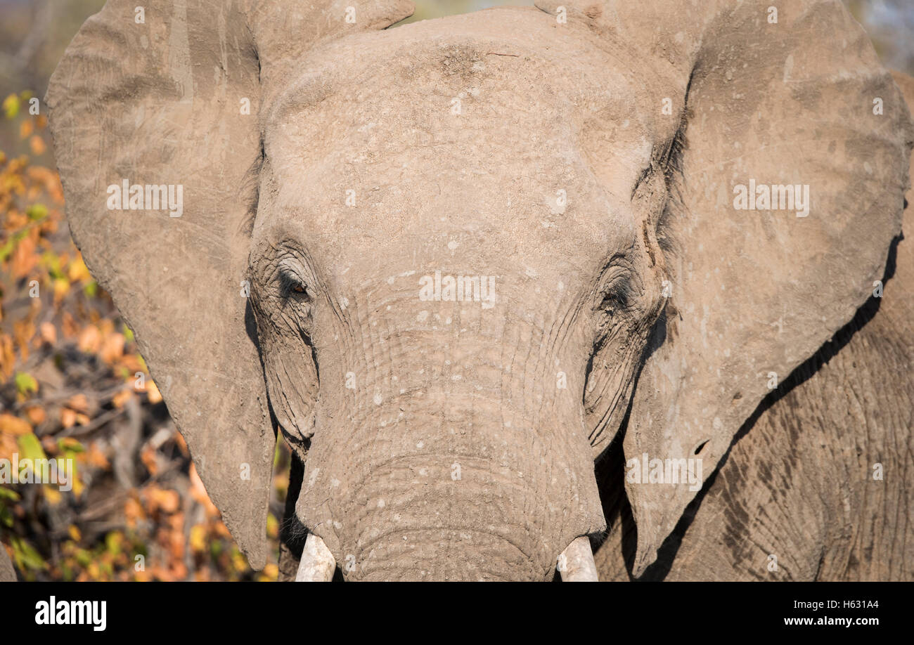 Closeup of elephants hi-res stock photography and images - Alamy