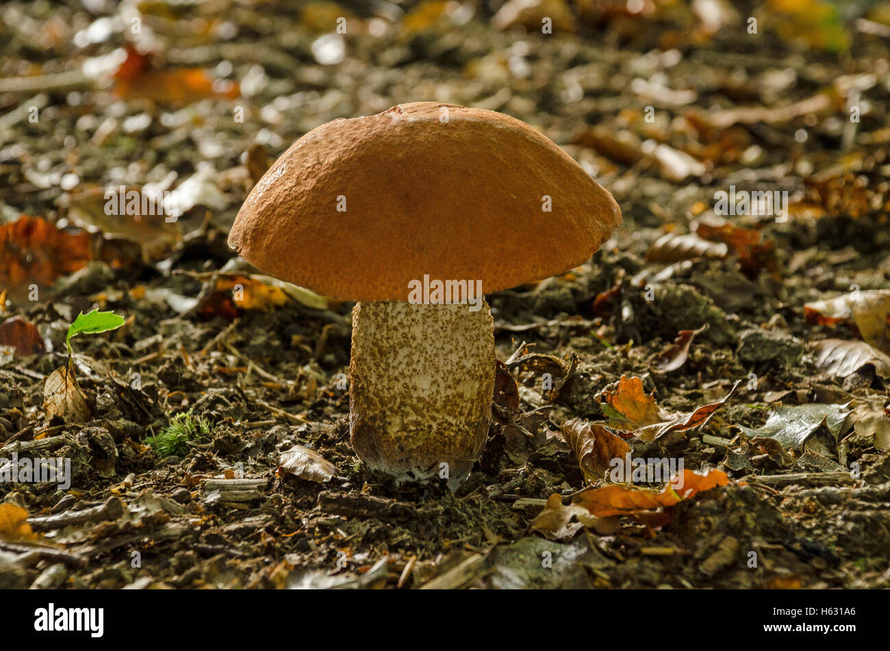 Leccinum scabrum Fungus Leccinum scabrum, commonly known as the rough ...