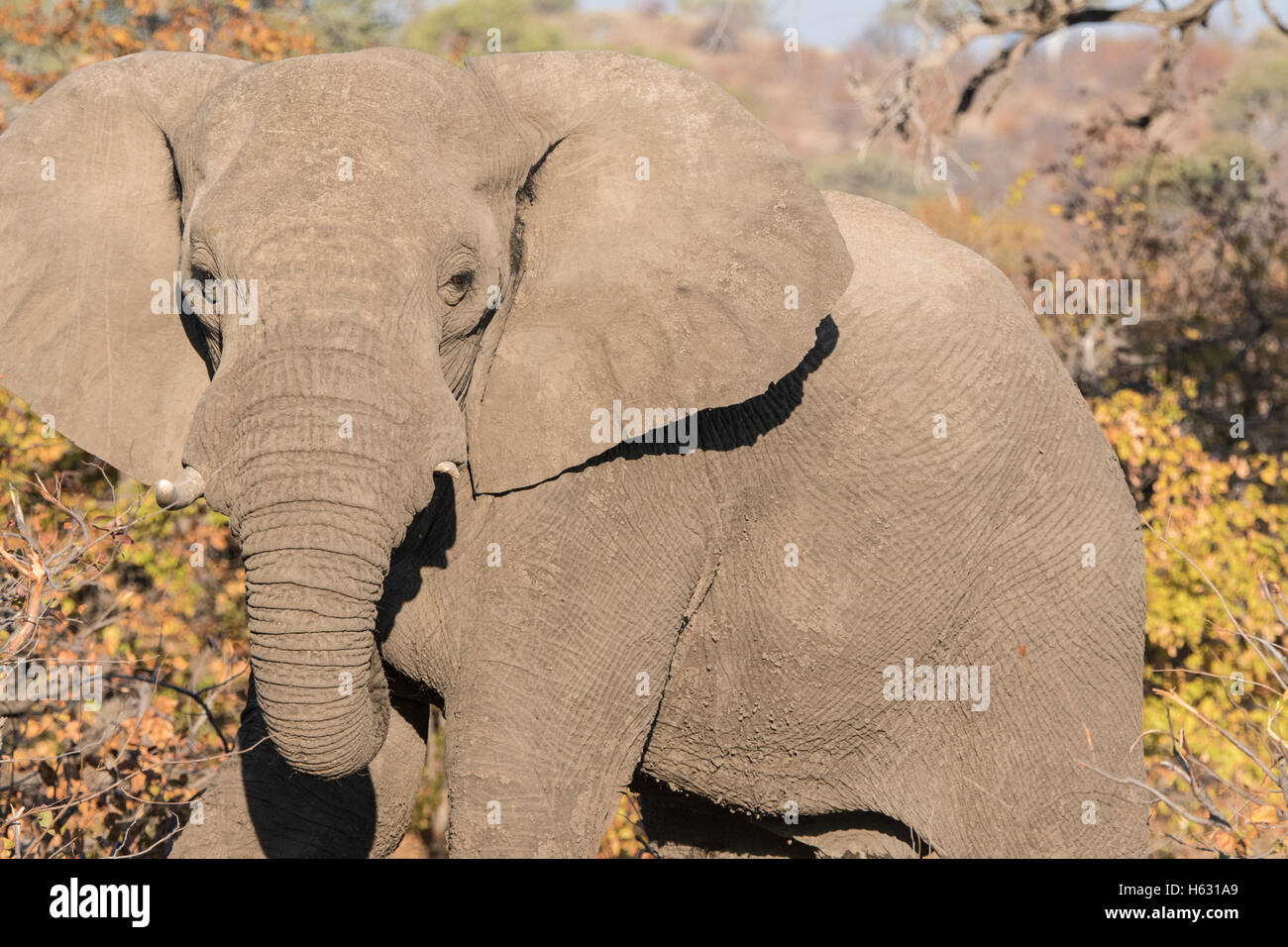 Elephant Head High Resolution Stock Photography and Images - Alamy