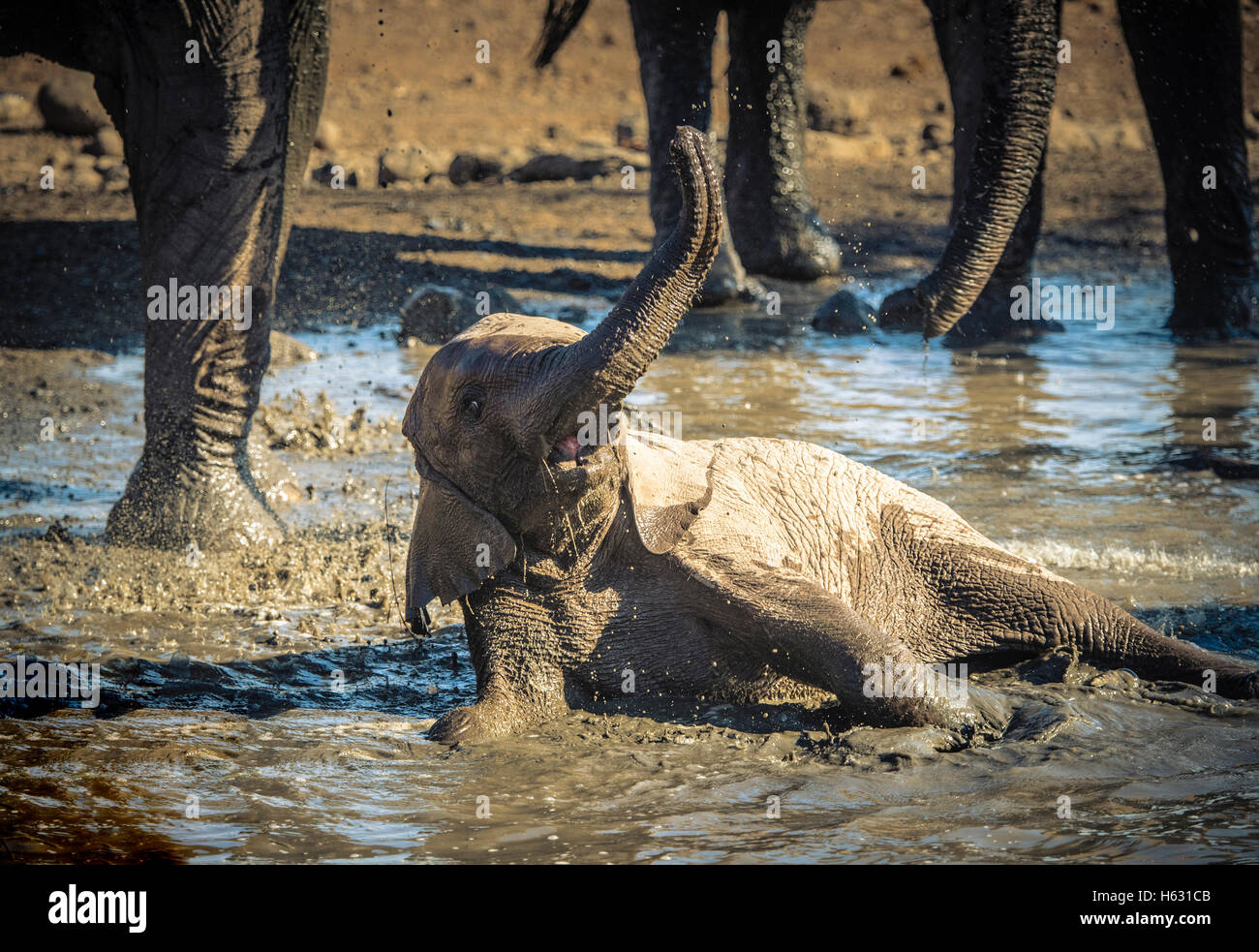 Baby African Elephant Rolls and Plays in a Water Hole Stock Photo - Alamy