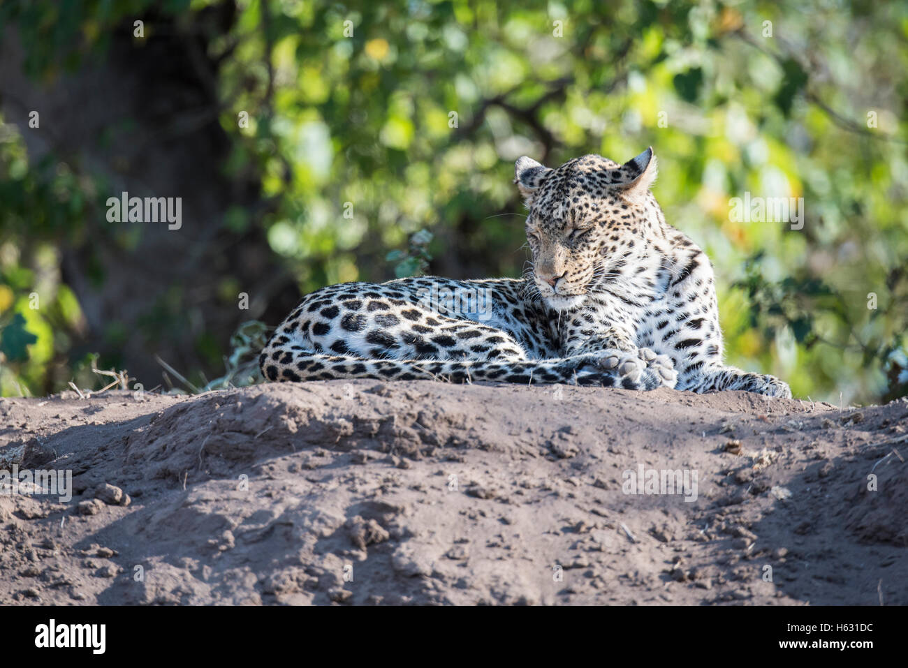 South african reserve bank hi-res stock photography and images - Alamy