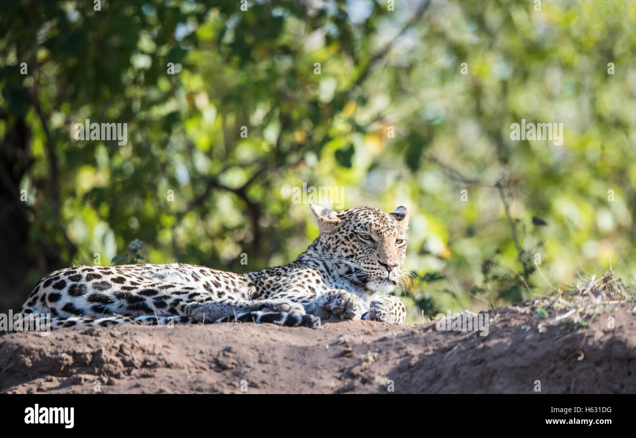 Wild Leopard (Panthera pardus) Resting on a River Bank in South Africa ...