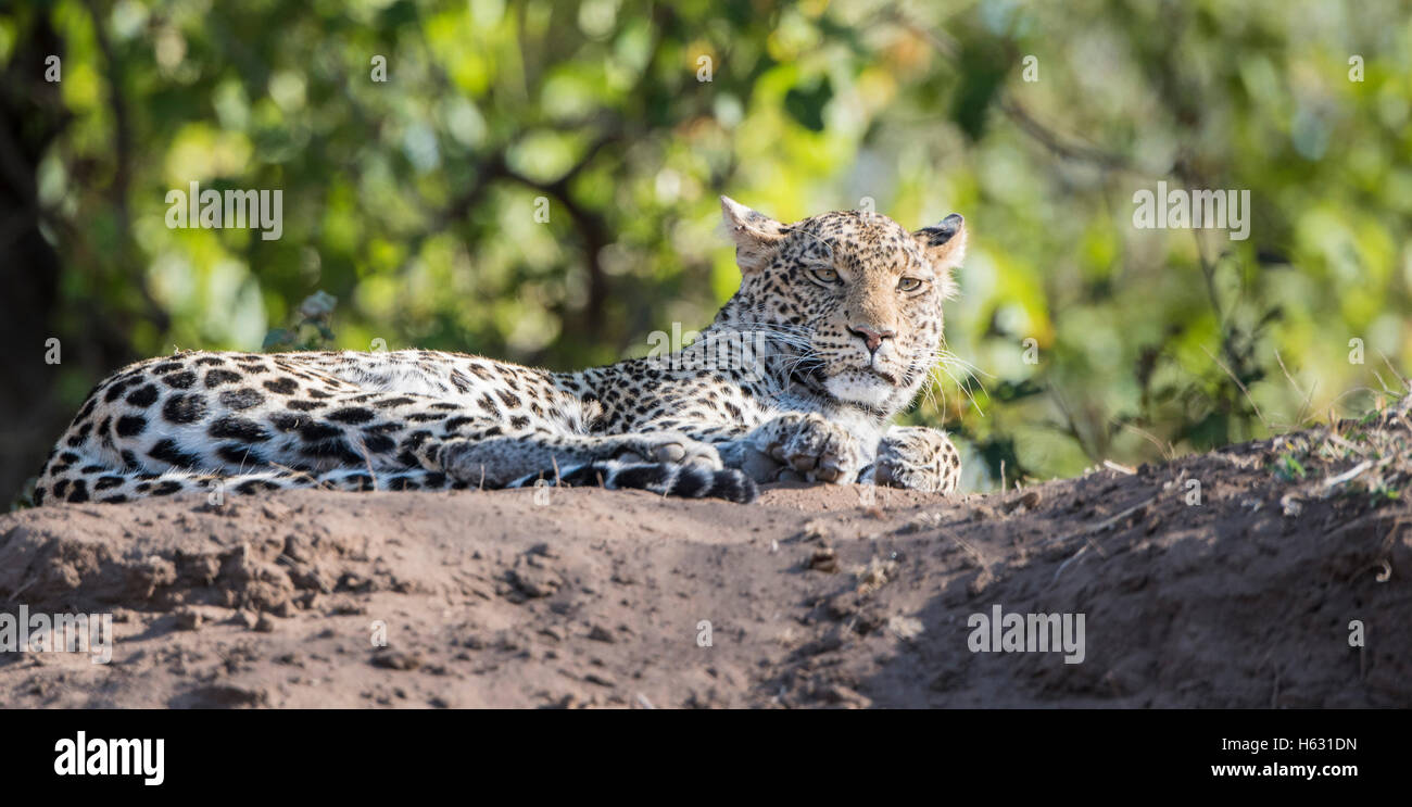 Wild Leopard (Panthera pardus) Resting on a River Bank in South Africa ...